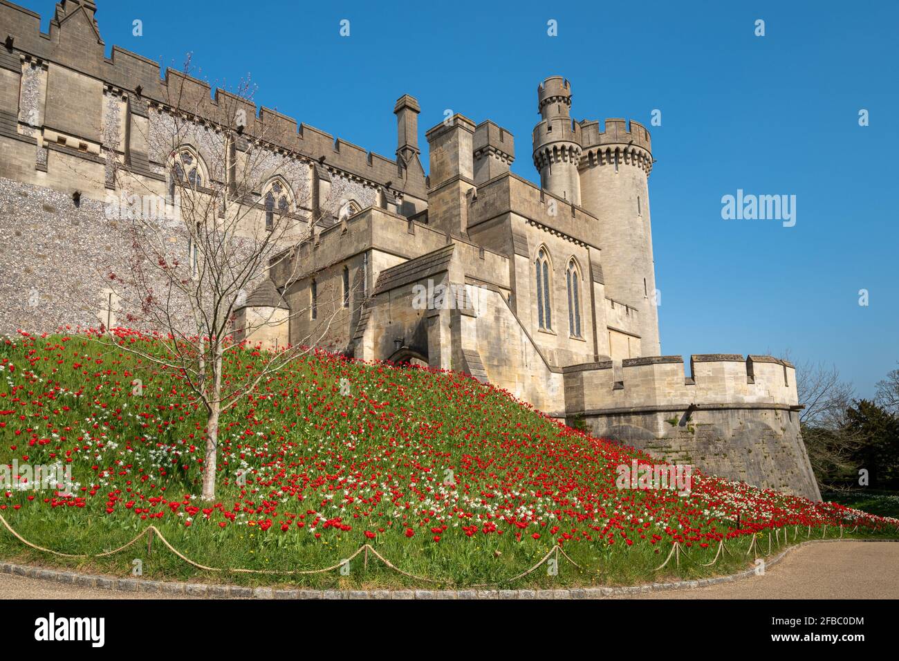 Arundel Castle tulip festival during April 2021, West Sussex, England ...