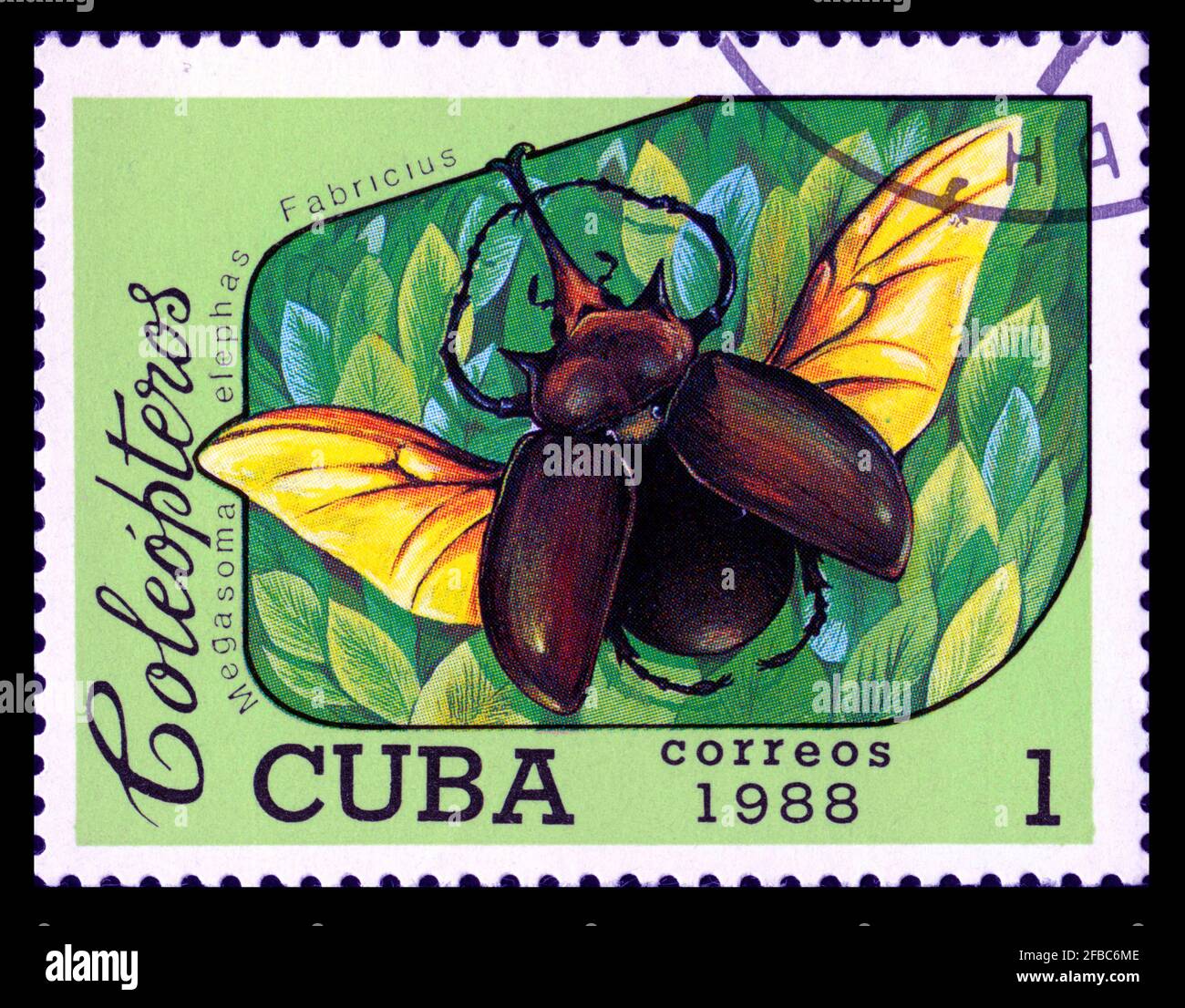 Cuba beetles hi-res stock photography and images - Alamy