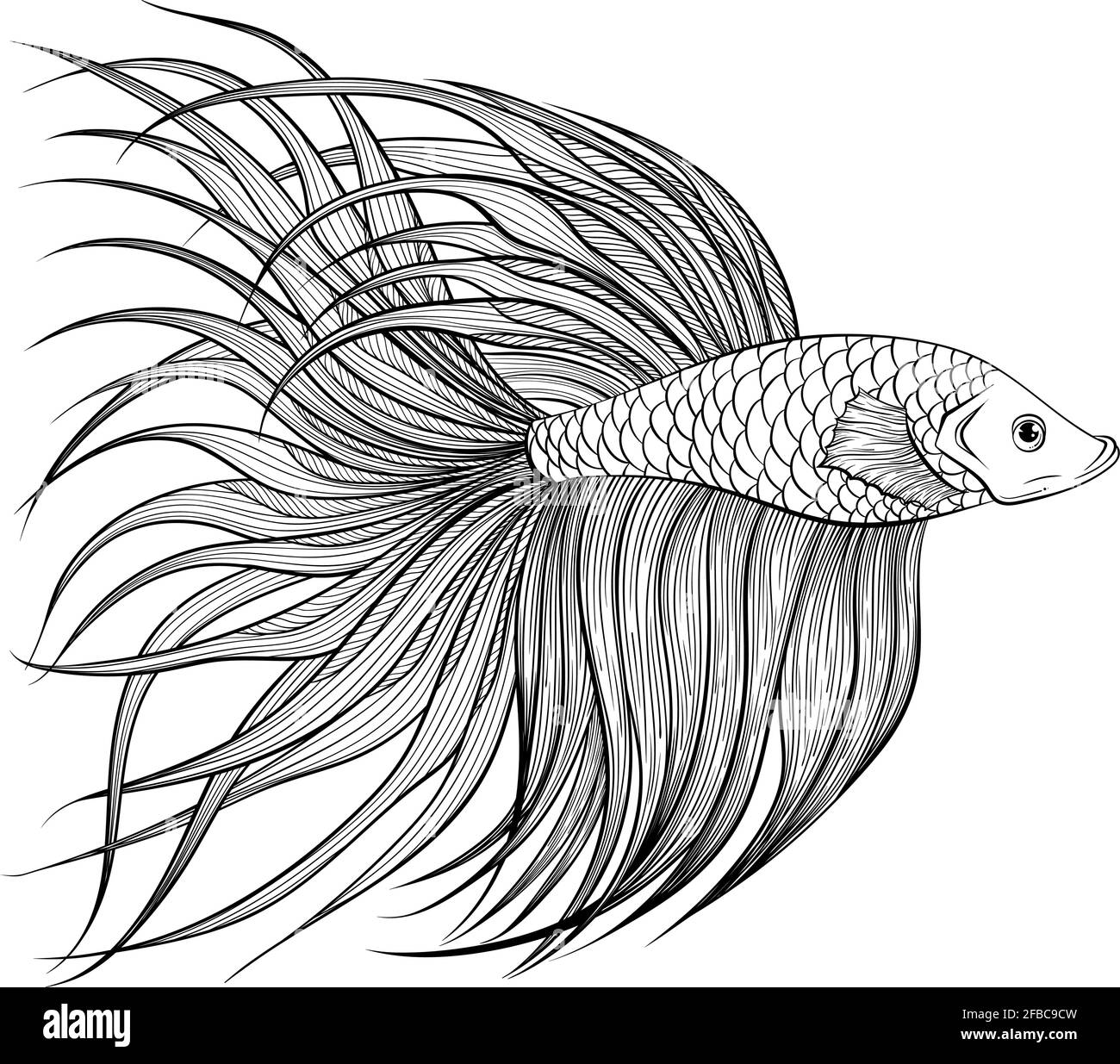 Siamese fighter fish side view line art Stock Vector Image & Art - Alamy