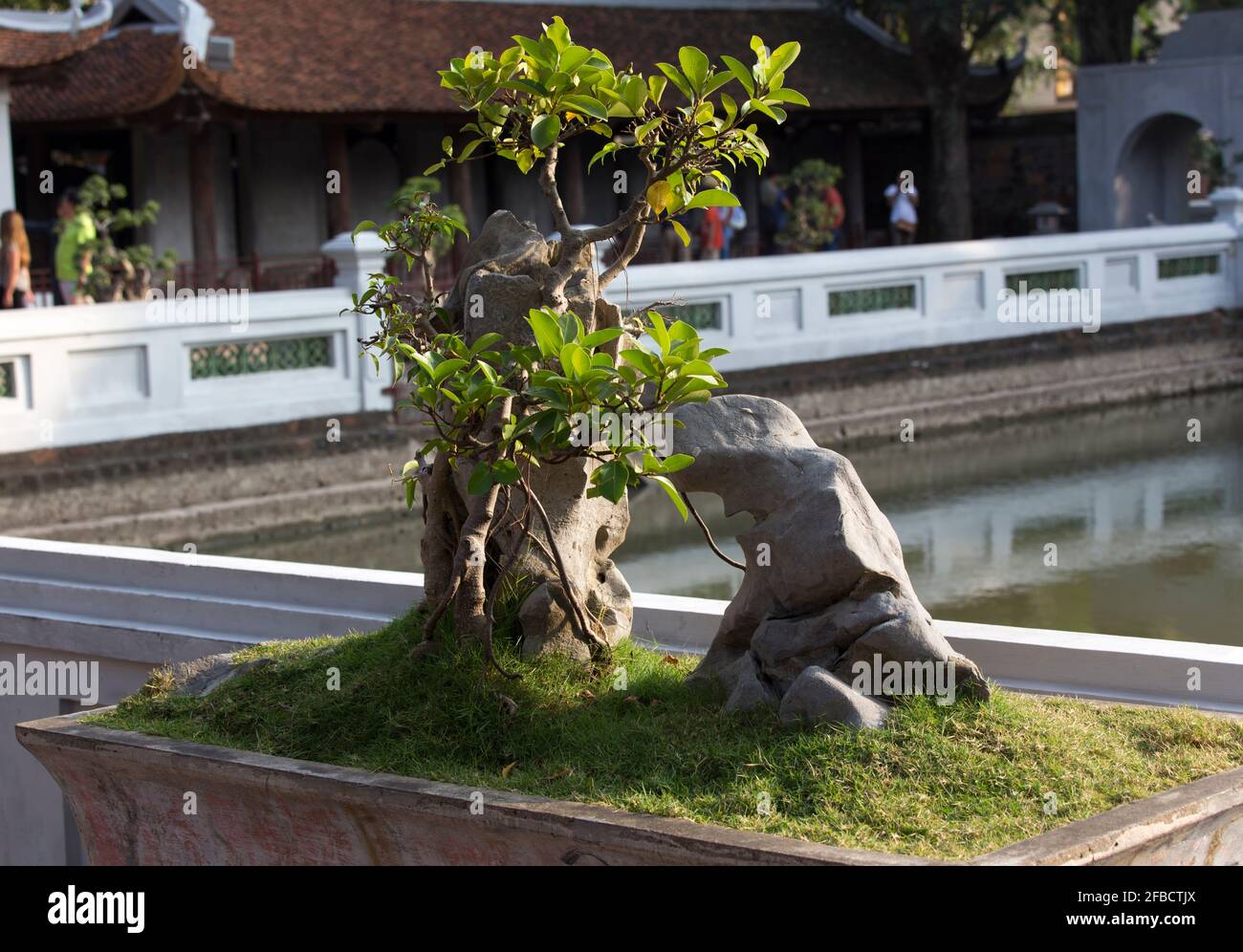 Bonsai tree hanoi hi-res stock photography and images - Alamy