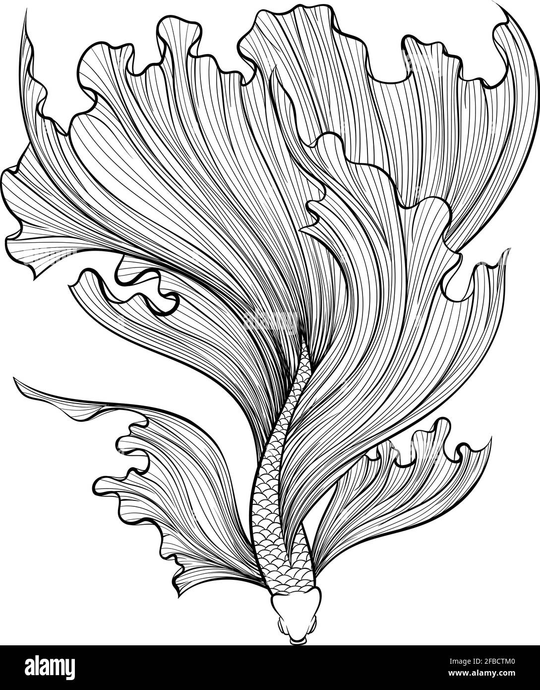 Siamese fighter fish line art Stock Vector Image & Art - Alamy