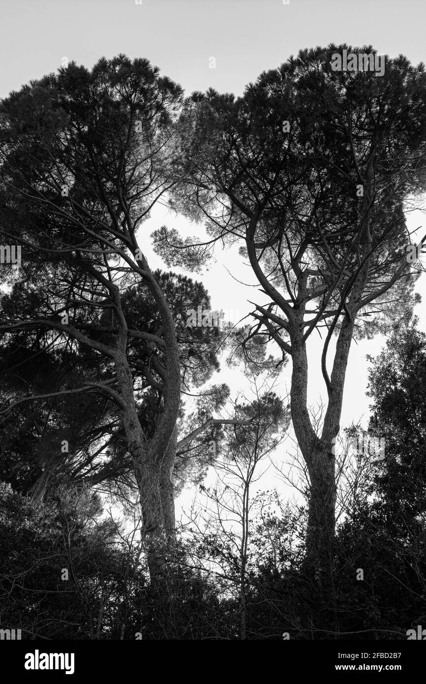 Cluster of tall trees hi-res stock photography and images - Alamy