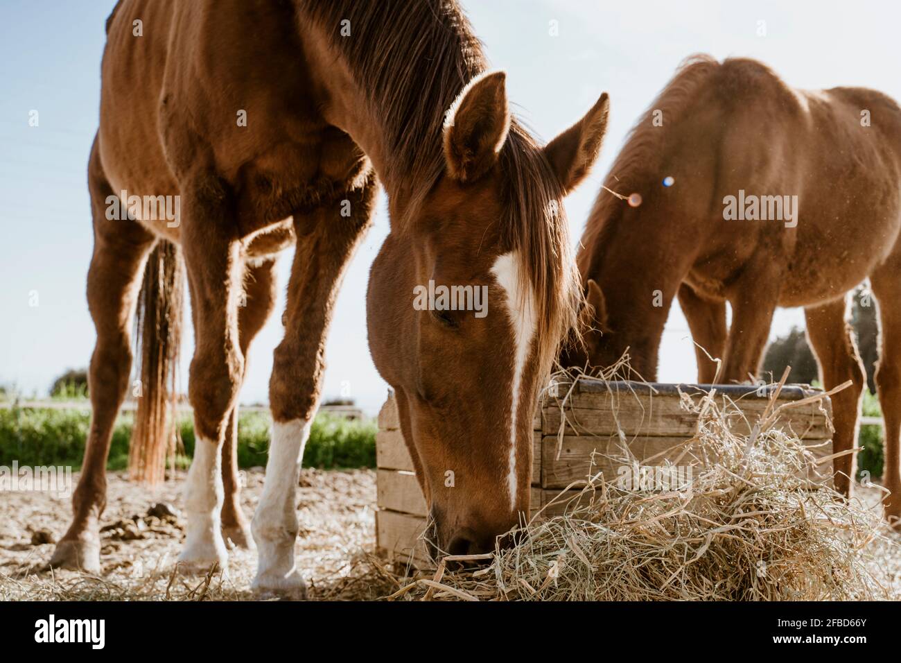 Two horses eating hay hi-res stock photography and images - Alamy