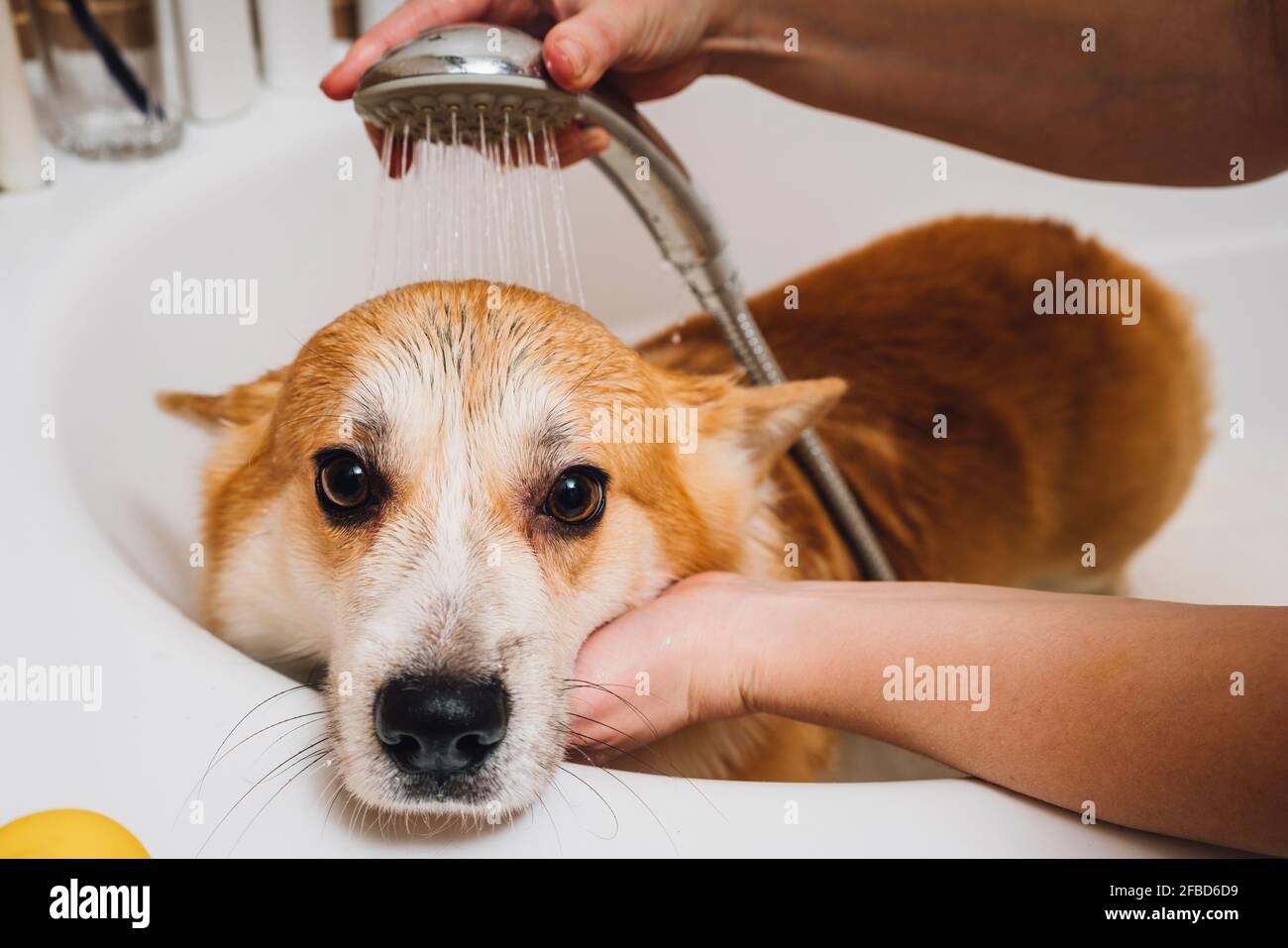 Washing hands animals hi-res stock photography and images - Alamy