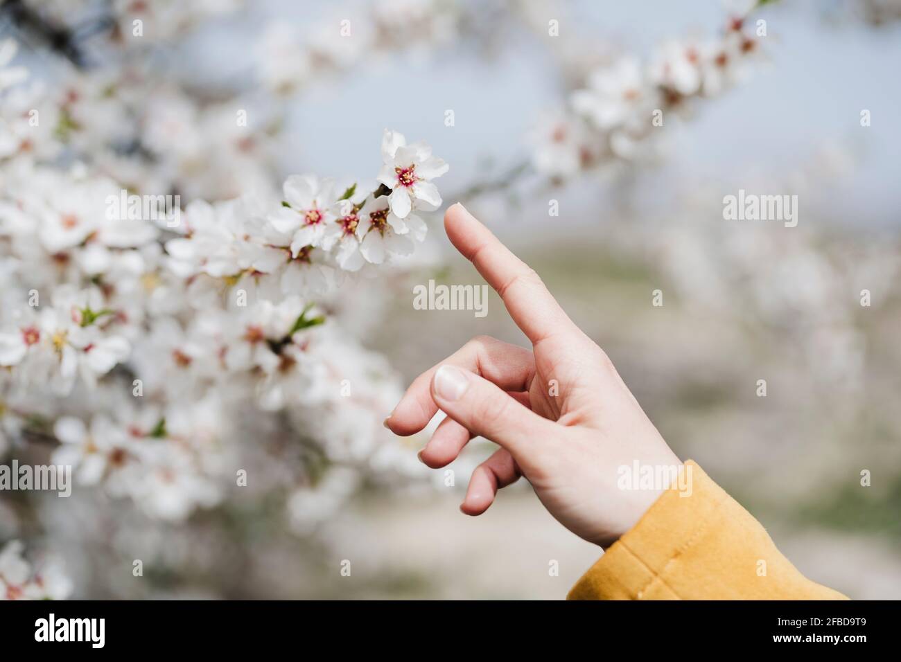 Woman hand touching flower hi-res stock photography and images - Alamy