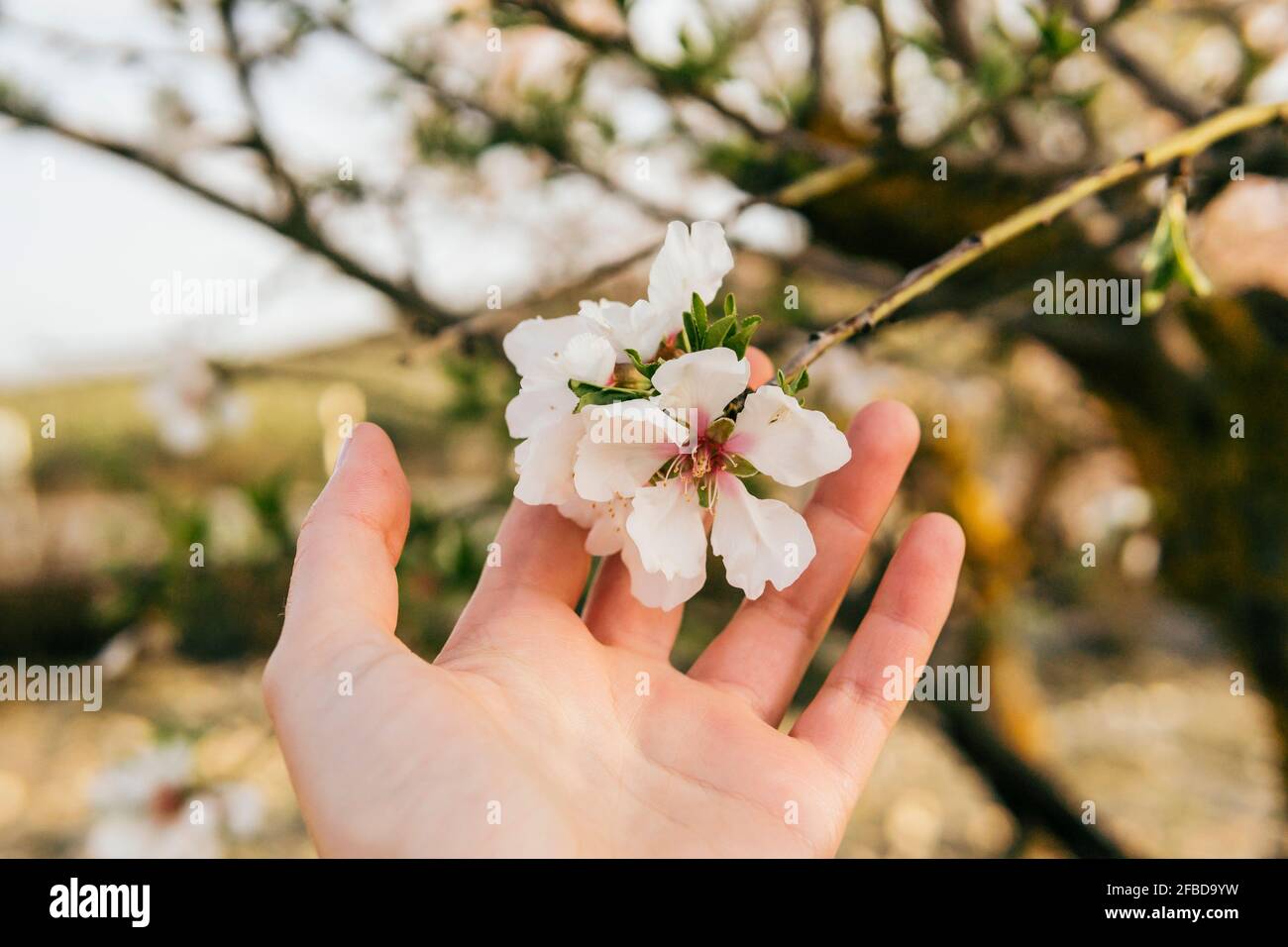 Woman touching hand palm hi-res stock photography and images - Alamy