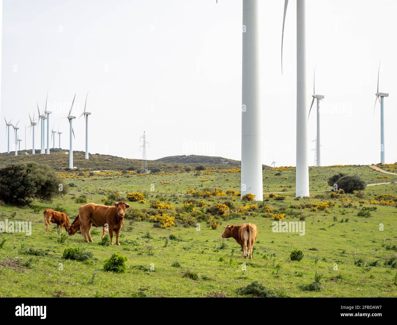 Wind farm cattle hi-res stock photography and images - Alamy