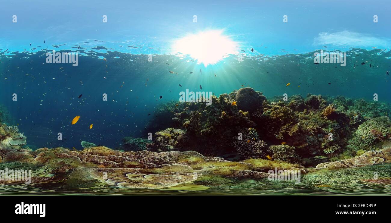 Tropical fishes and coral reef at diving. Underwater world with corals ...