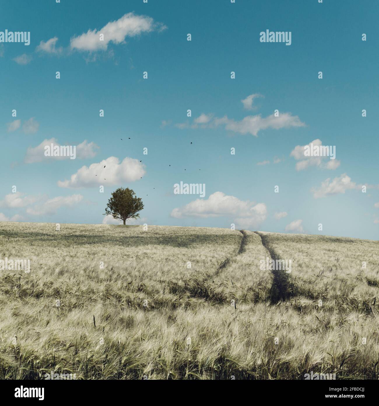 Barley tree hi-res stock photography and images - Alamy