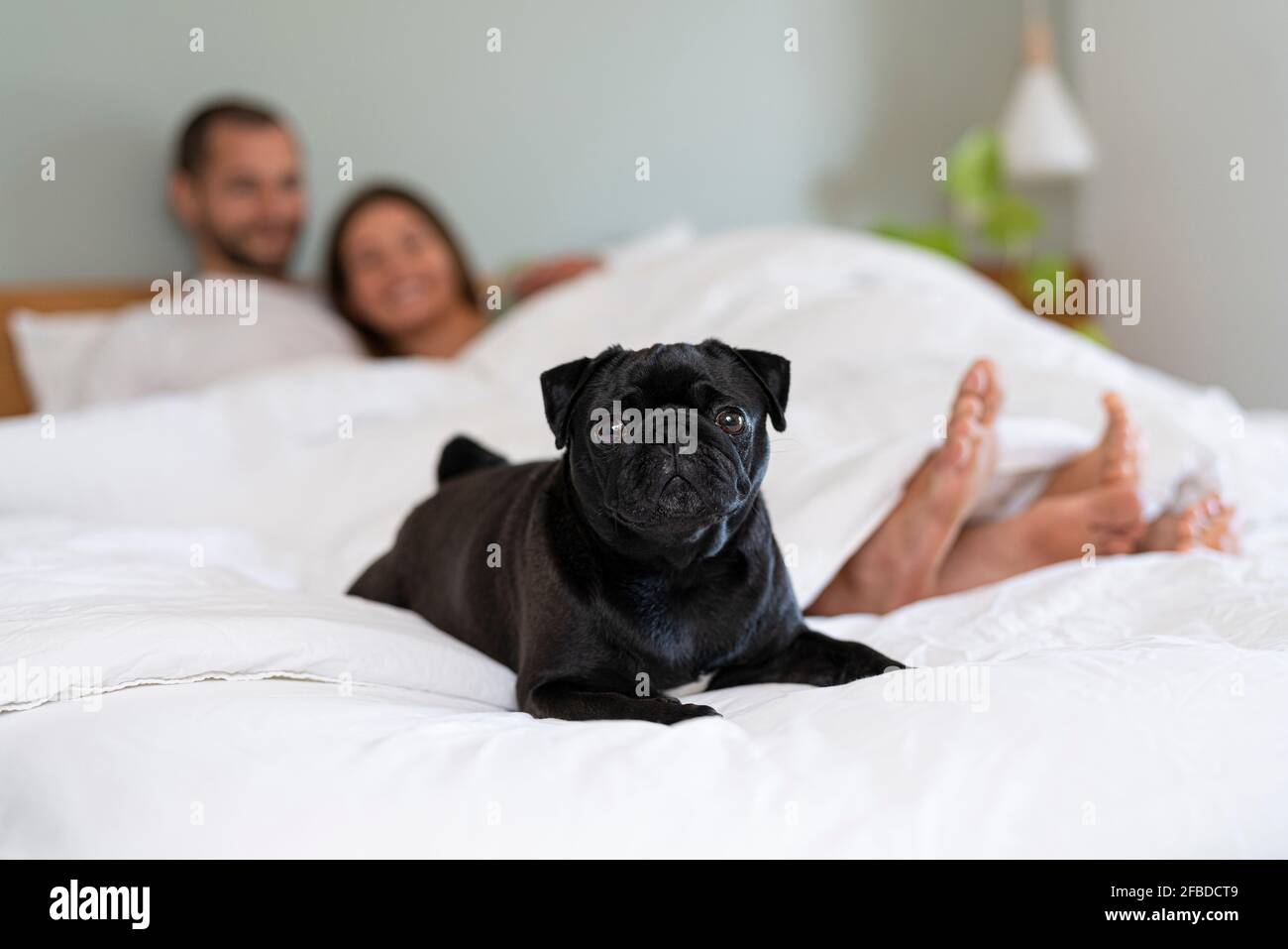 Dog sitting on bed with owners lying on bed in background at home Stock ...
