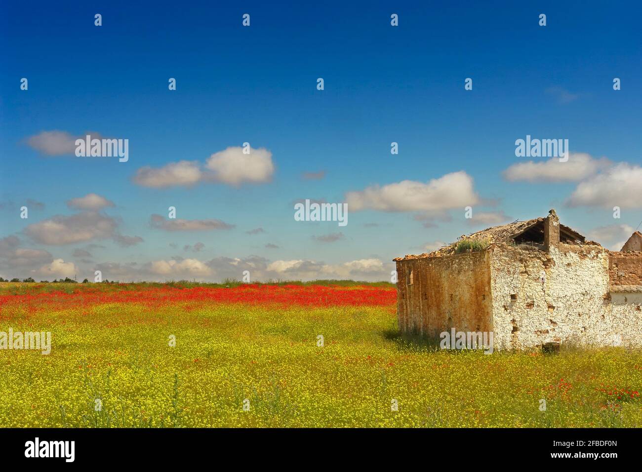 An old abandoned farmhouse in a spring field with yellow and red ...