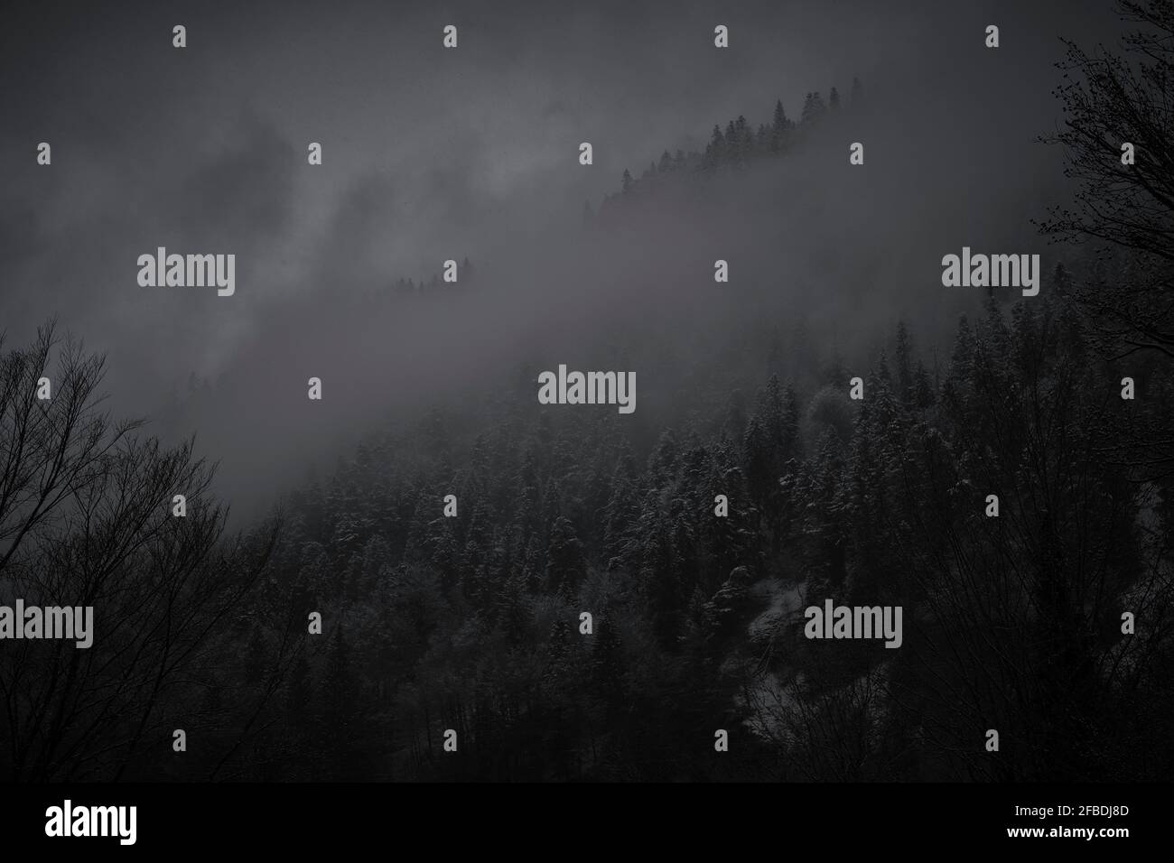 Floating forest hi-res stock photography and images - Alamy