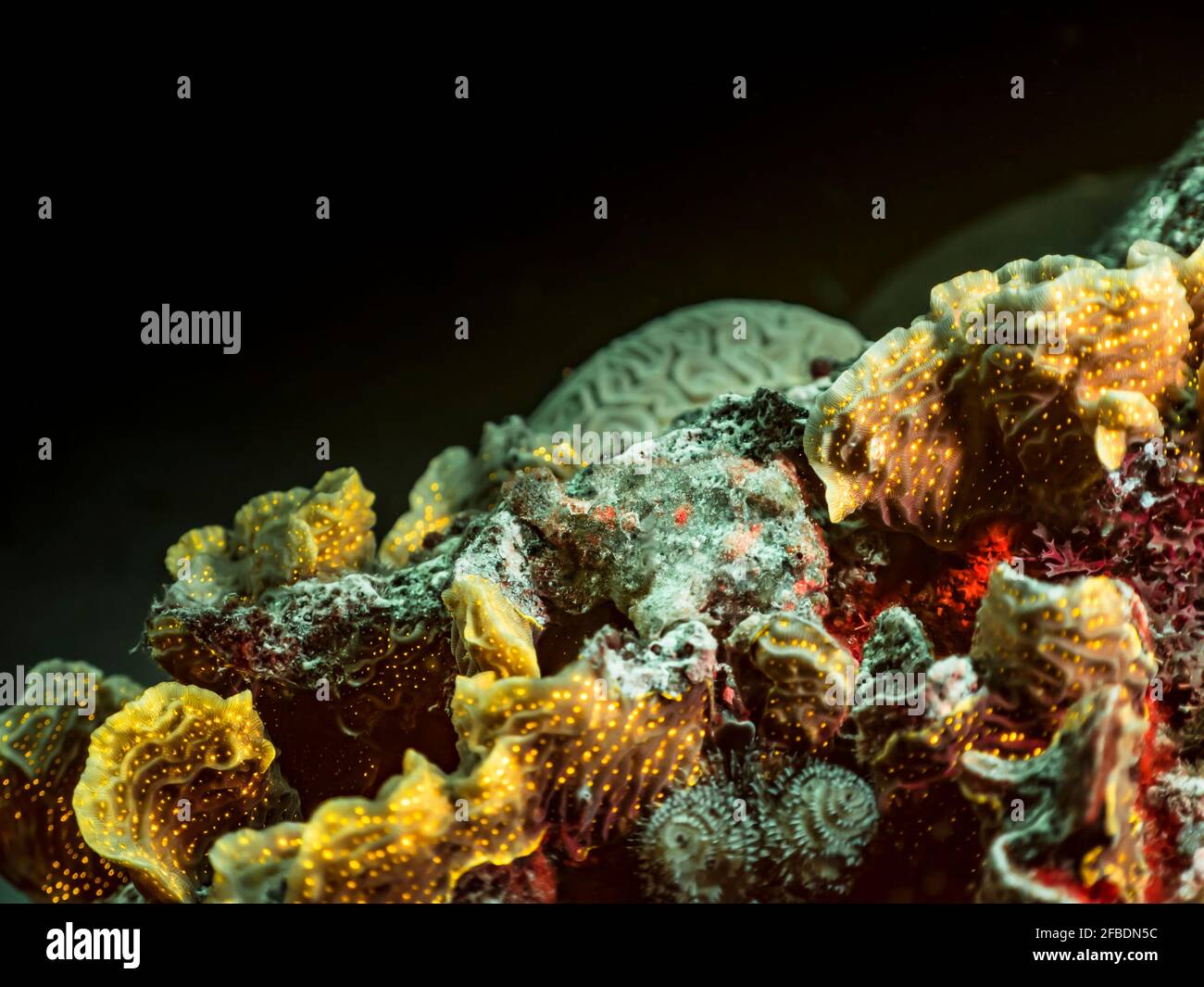 Night seascape under ultraviolet light with Frogfish, fluorescent coral ...