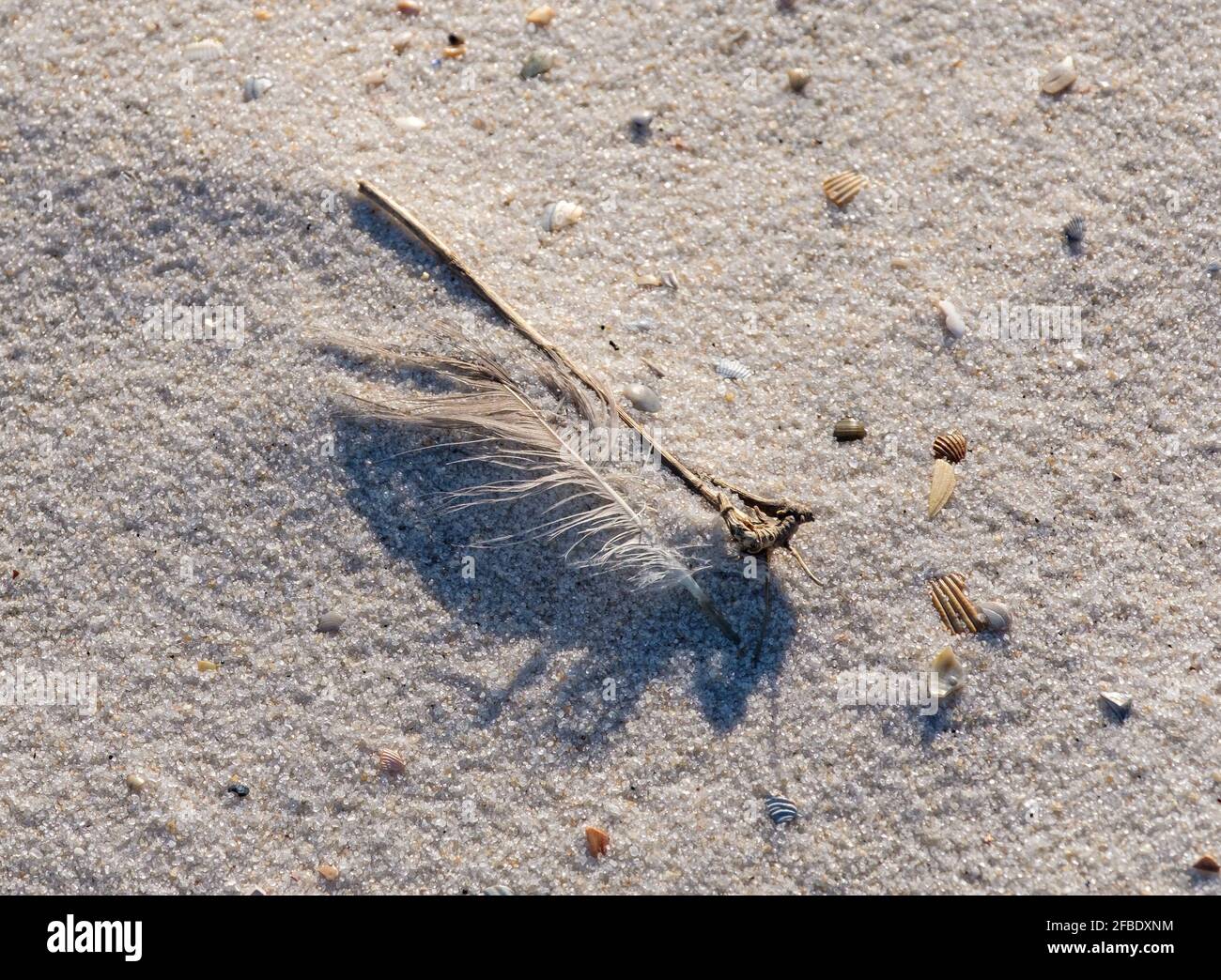 Closeup of bird feather, twig, sea shells and grains of sand on beach ...