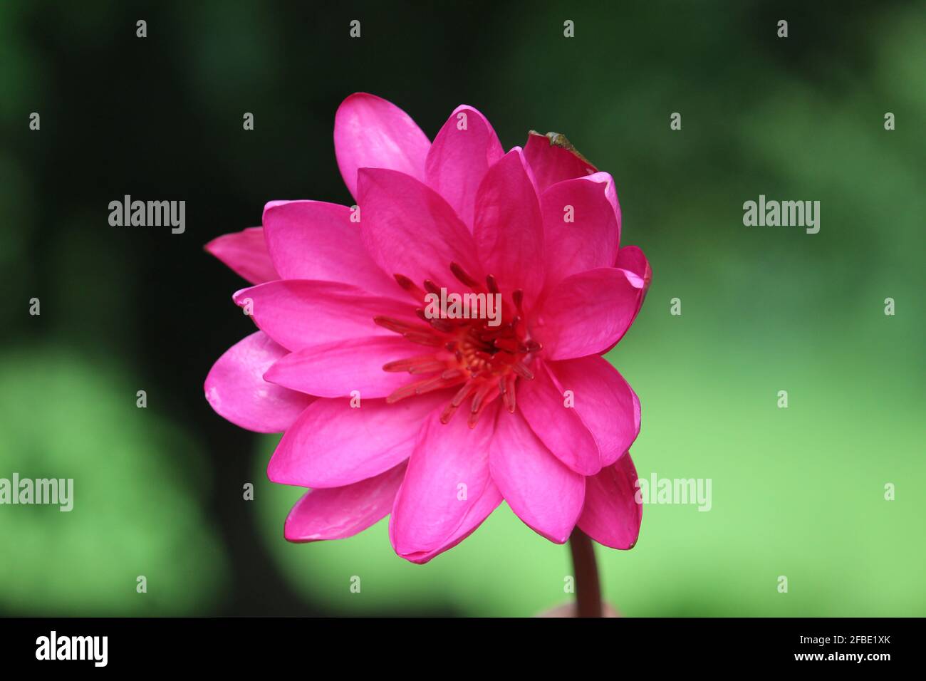 beautiful pink lilly flower in nice blur background Stock Photo - Alamy