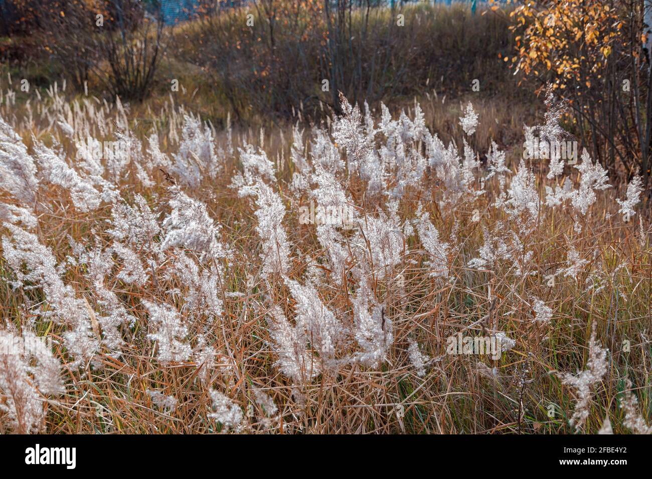The partially weathered stems of the fluffy reeds sway in the wind ...