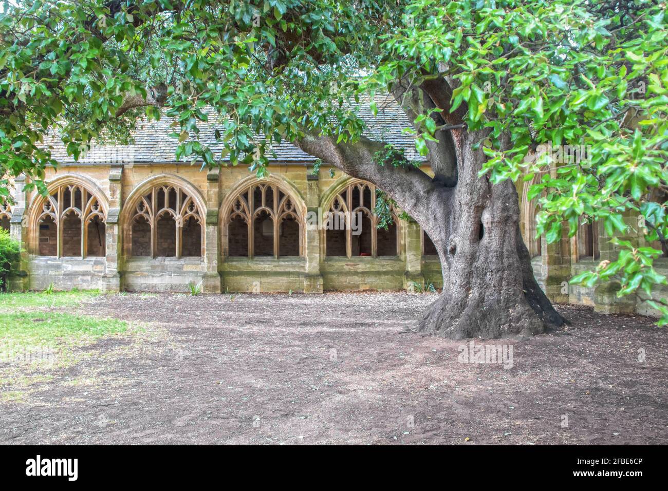 Hundred year old tree hi-res stock photography and images - Alamy