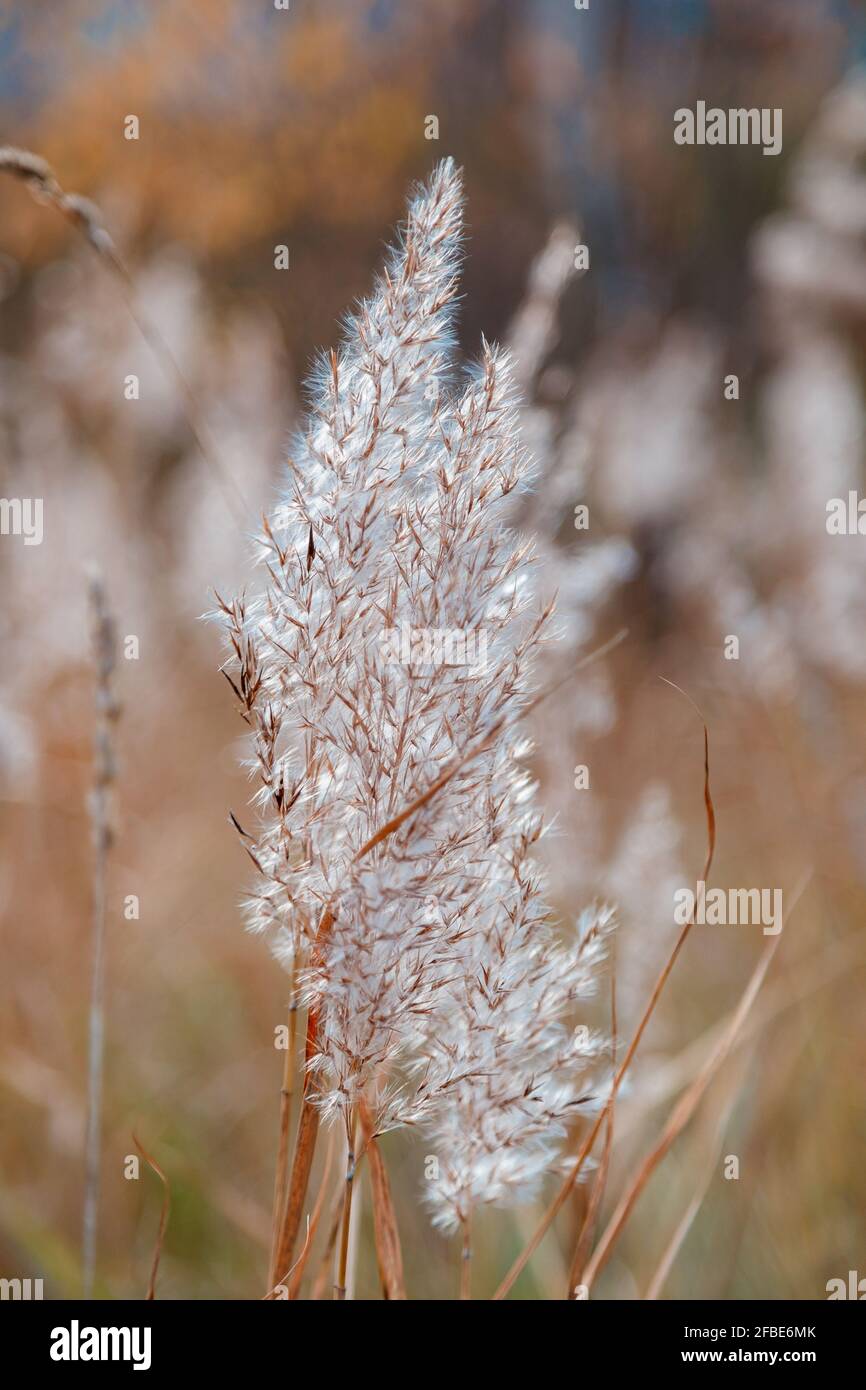 The partially weathered stems of the fluffy reeds sway in the wind ...