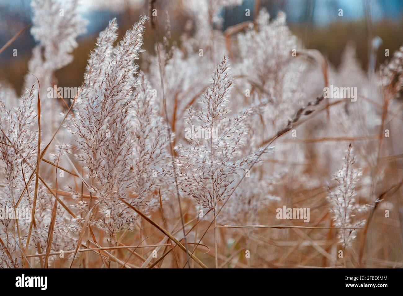 The partially weathered stems of the fluffy reeds sway in the wind ...