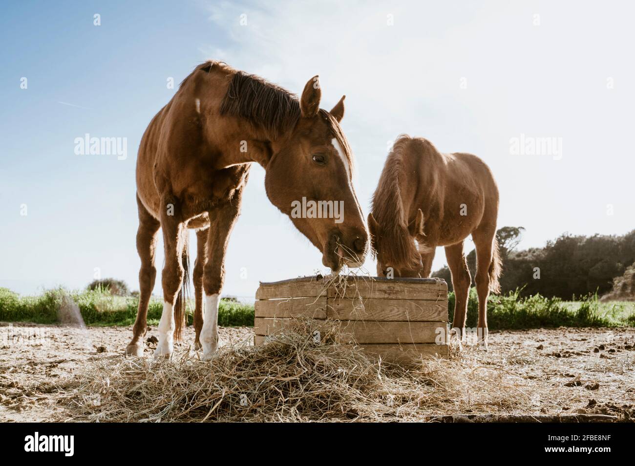 Horses eating hay hi-res stock photography and images - Alamy