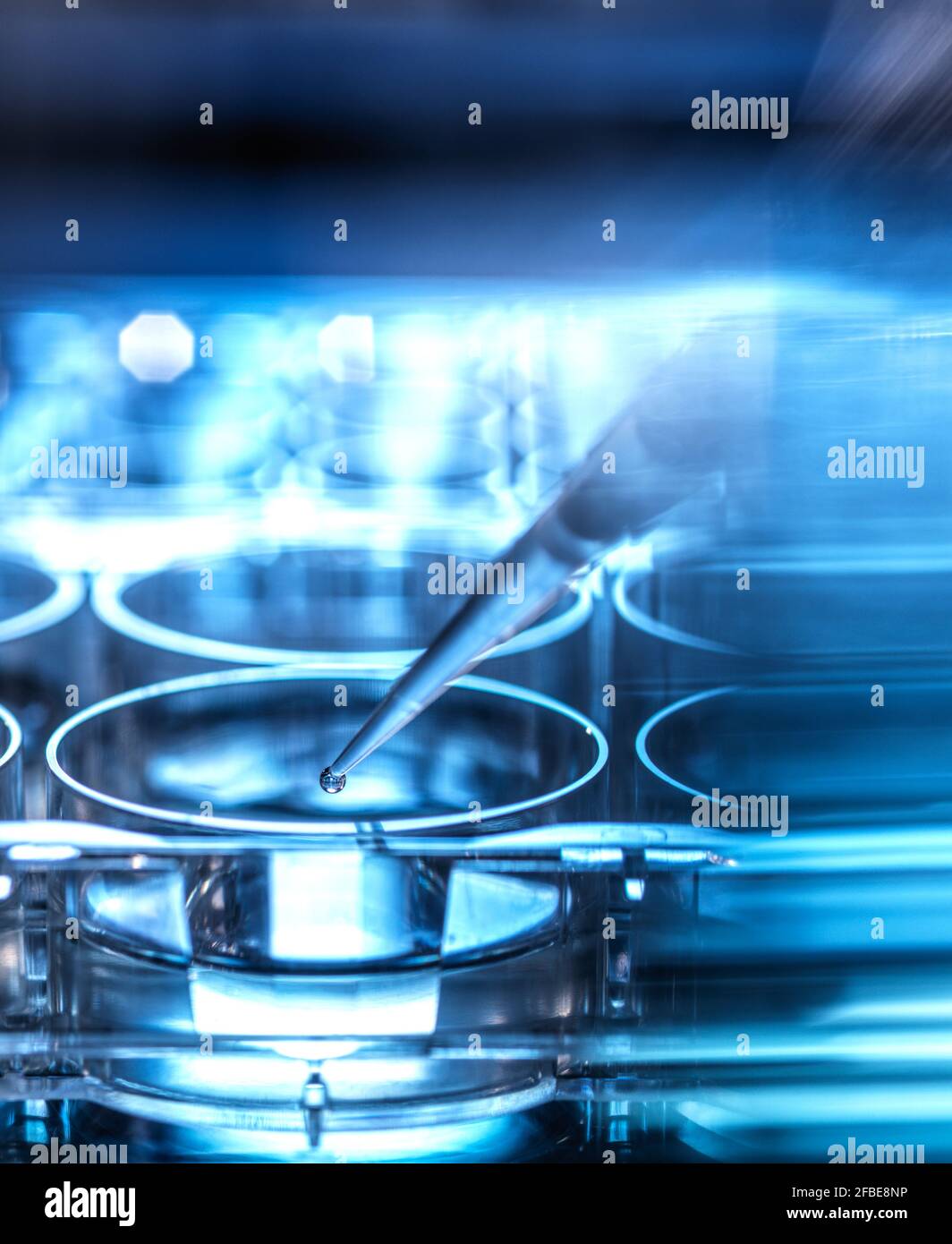 Stem cell sample being pipetted into micro well plate at laboratory ...