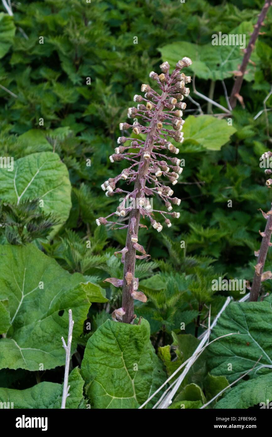 Butterbur plant hi-res stock photography and images - Alamy