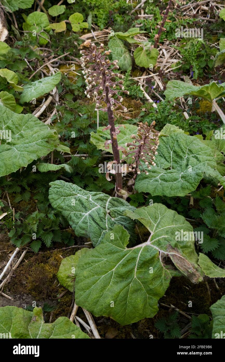 Butterbur plant and flower Stock Photo - Alamy