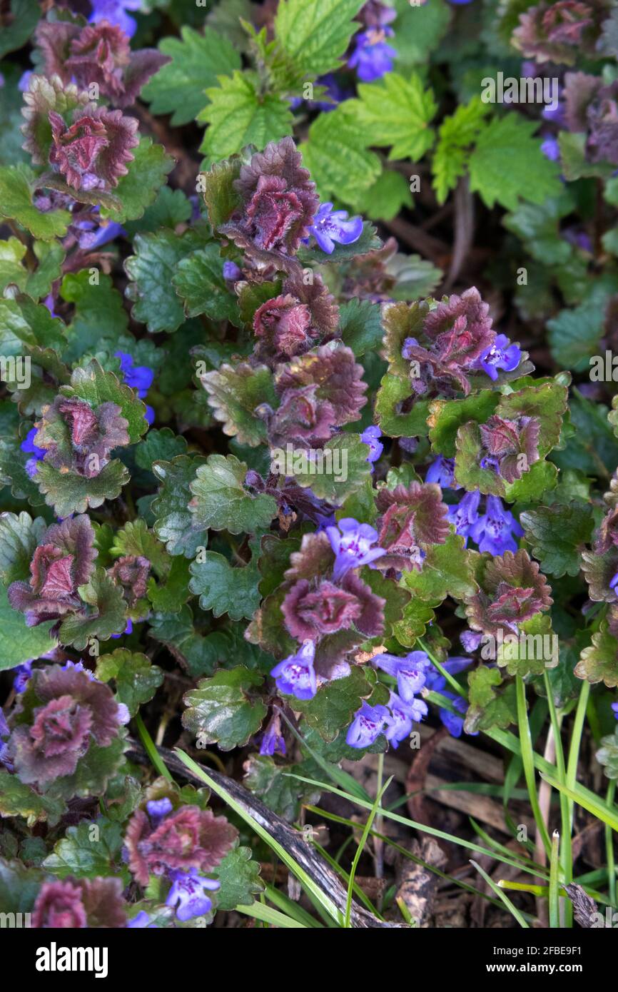 Henbit dead nettle hi-res stock photography and images - Alamy
