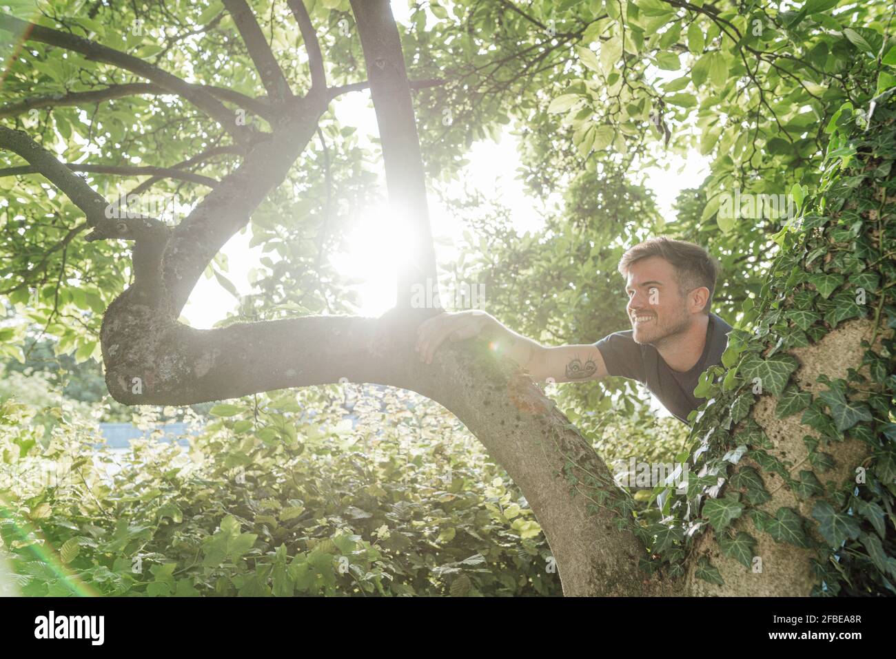 Man climbing tree hi-res stock photography and images - Alamy