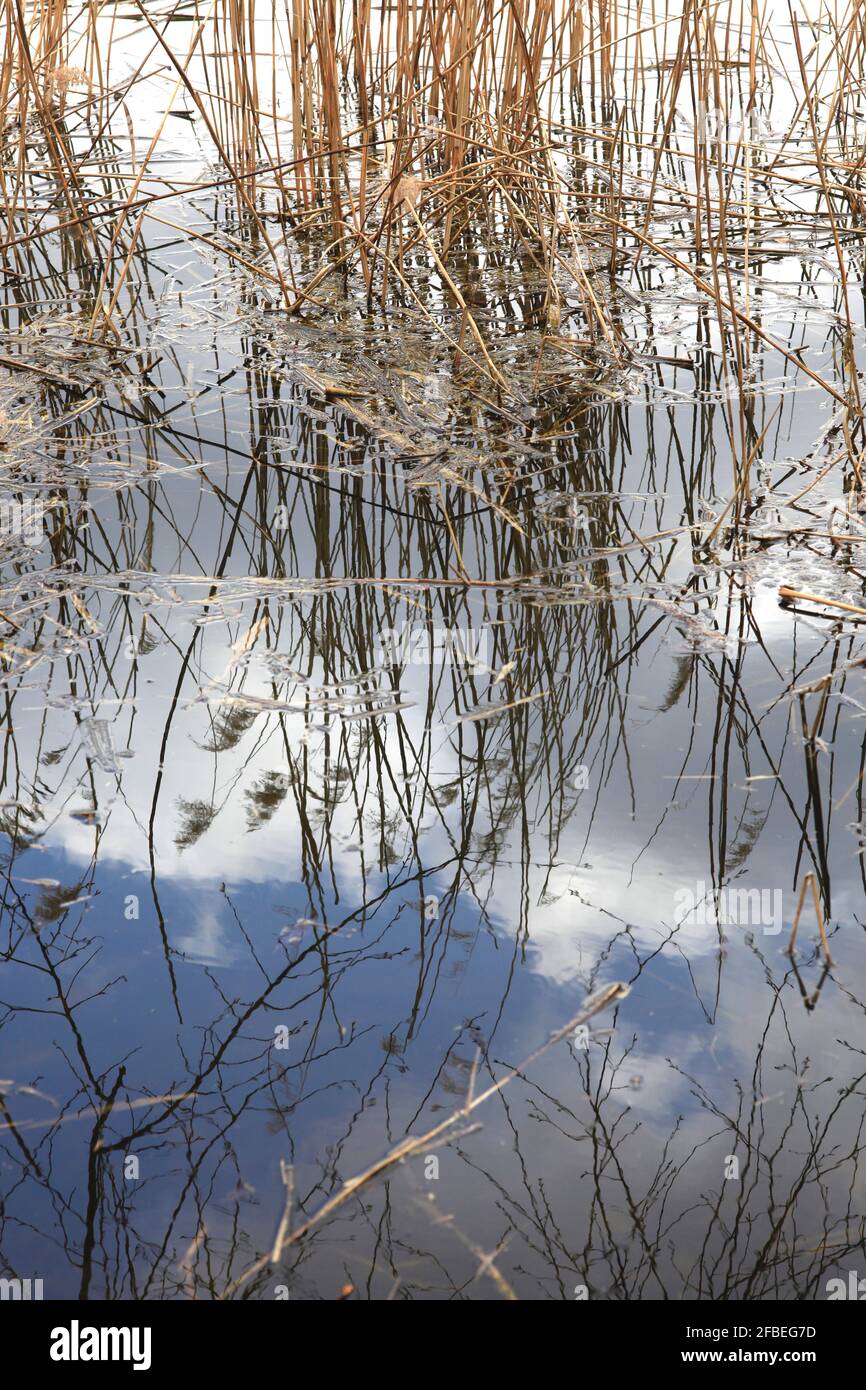 Reeds growing edge water hi-res stock photography and images - Alamy