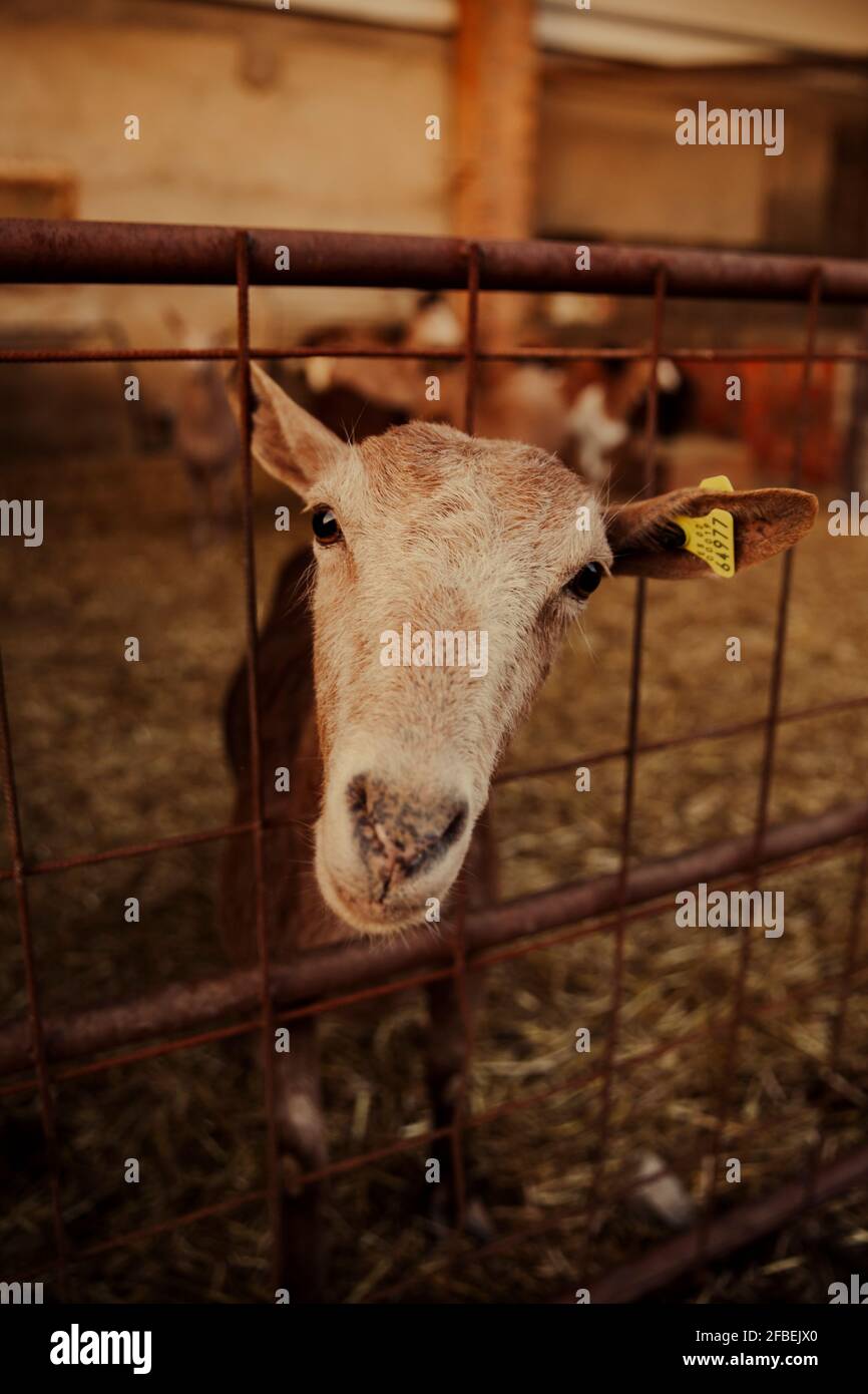 Goat in stable looking at camera Stock Photo - Alamy
