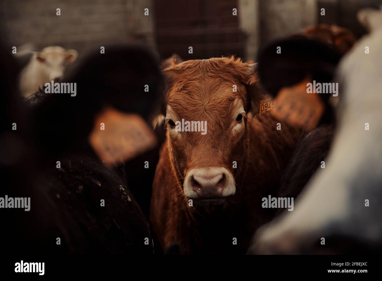 Cute calf in corral on farm Stock Photo - Alamy