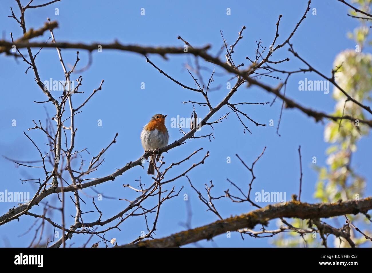 Robin stone singer hi-res stock photography and images - Alamy