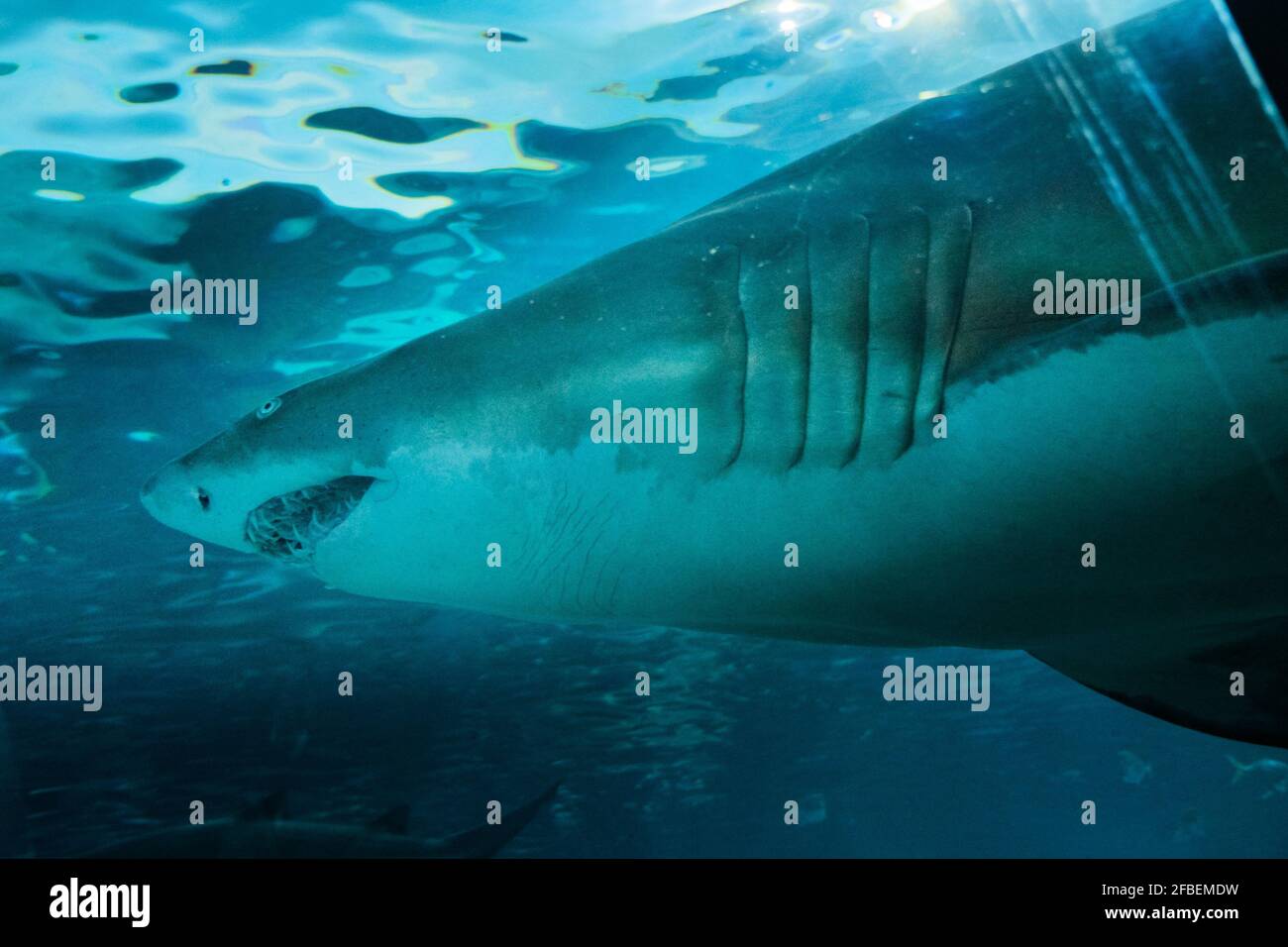 Big head fish hi-res stock photography and images - Alamy