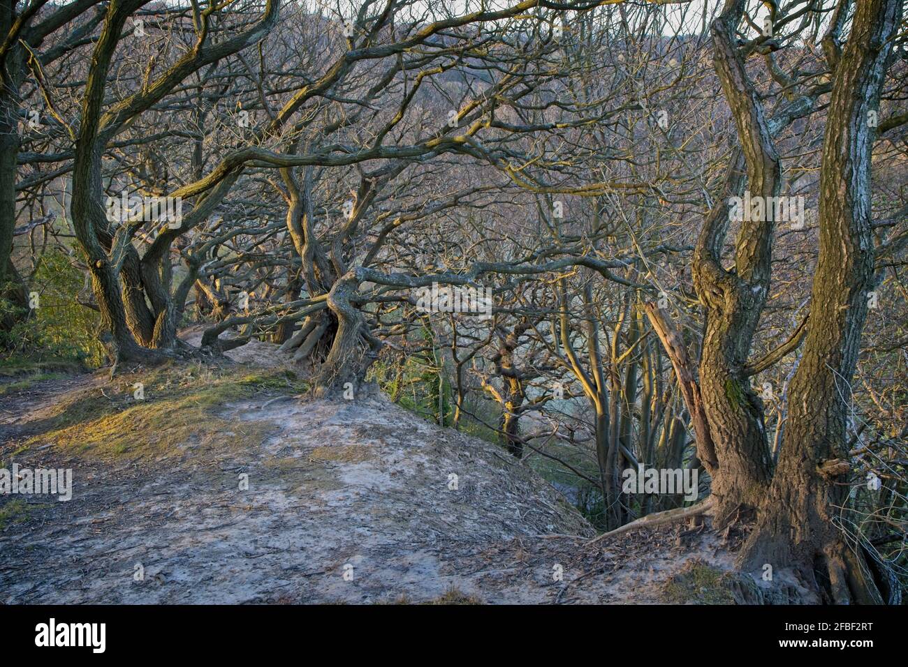 Woodland in the Derwent Valley Country Park near Winlaton Mill ...
