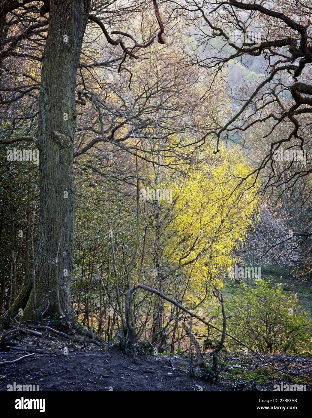 Woodland in the Derwent Valley Country Park near Winlaton Mill ...