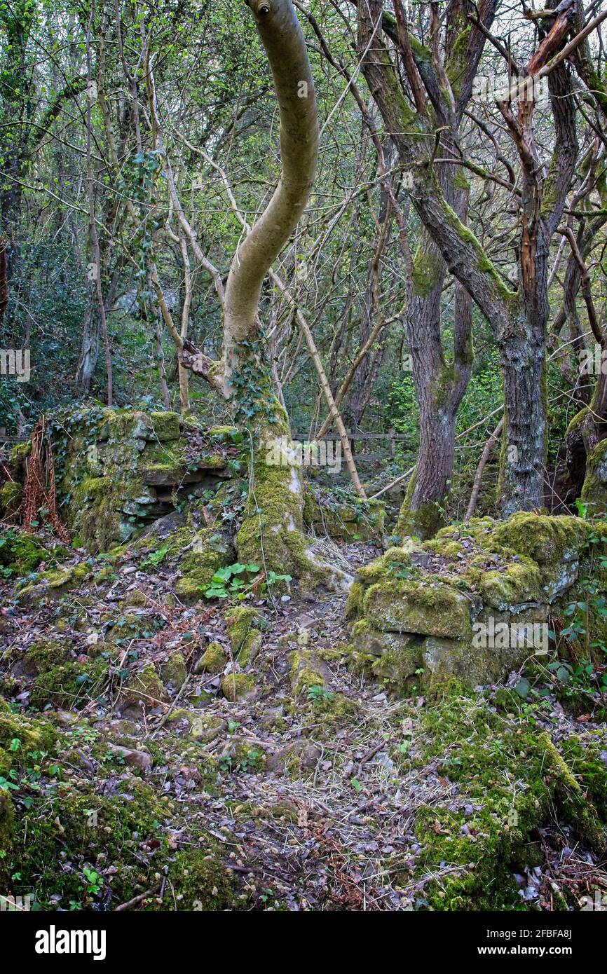 The ruins of old buildings in the Derwent Valley Country Park near ...