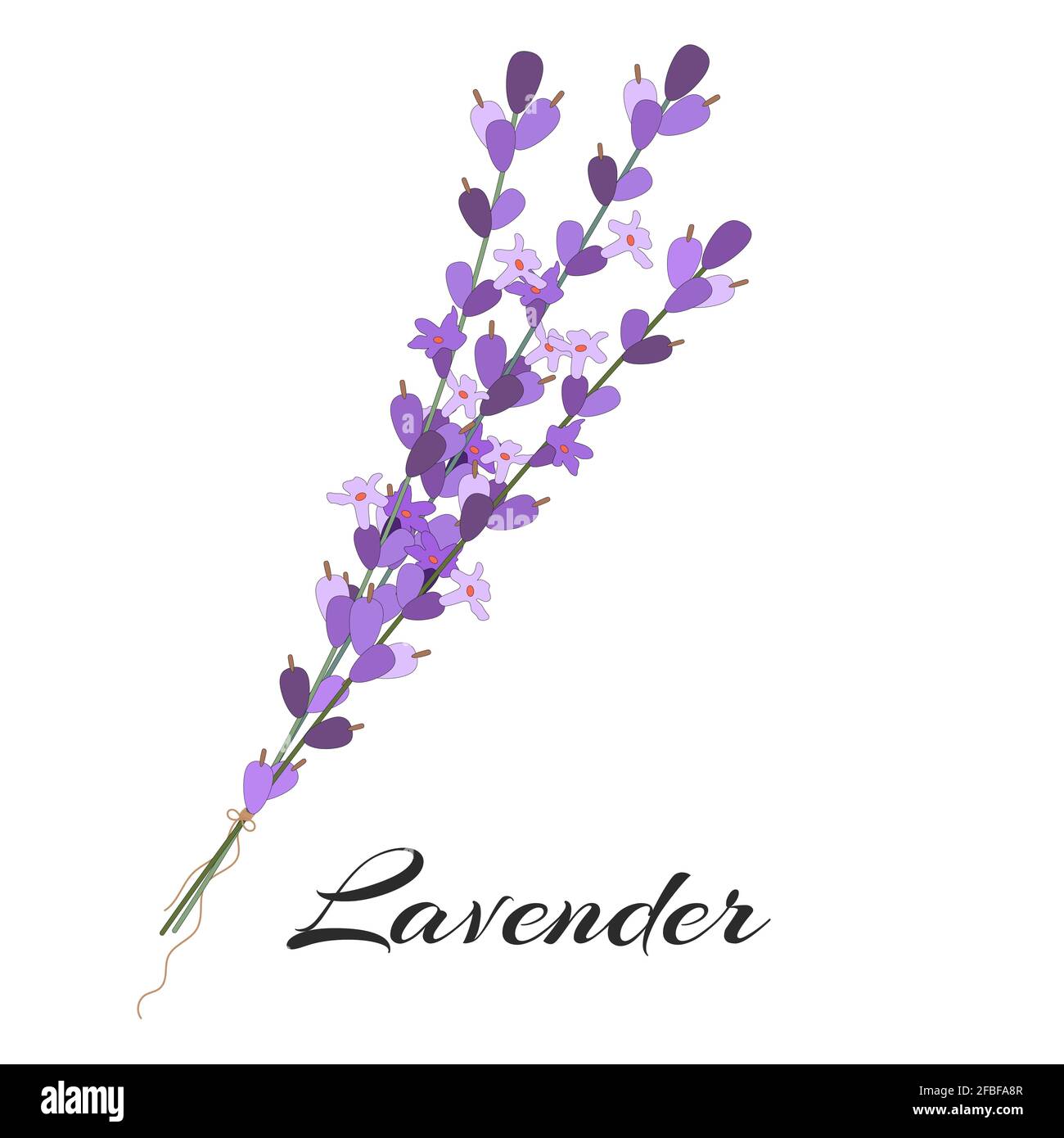 Lavender flower bunch. Bouquet purple. Vector illustration Stock Vector ...