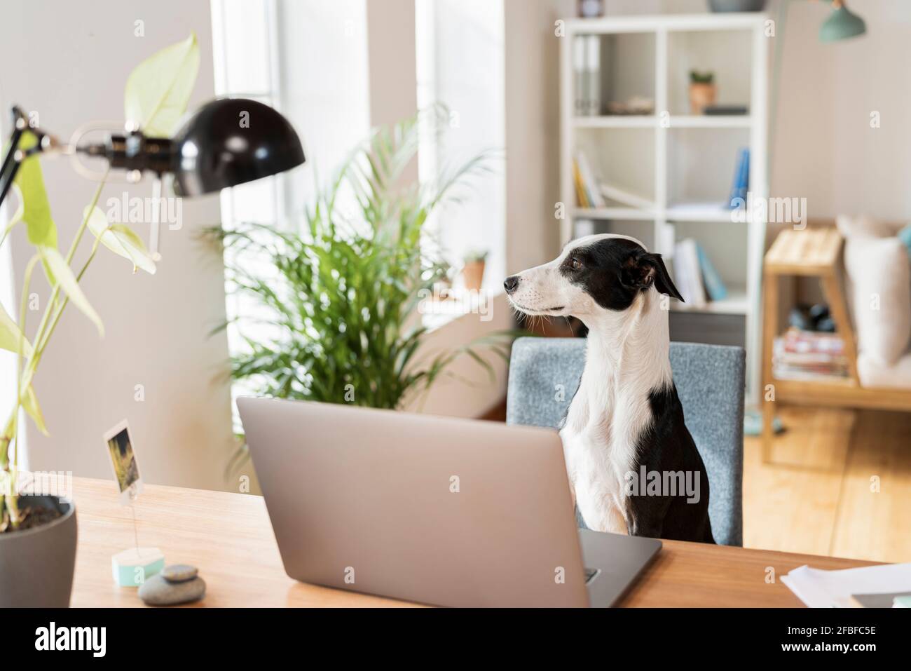 Dog sitting in front computer hi-res stock photography and images - Alamy