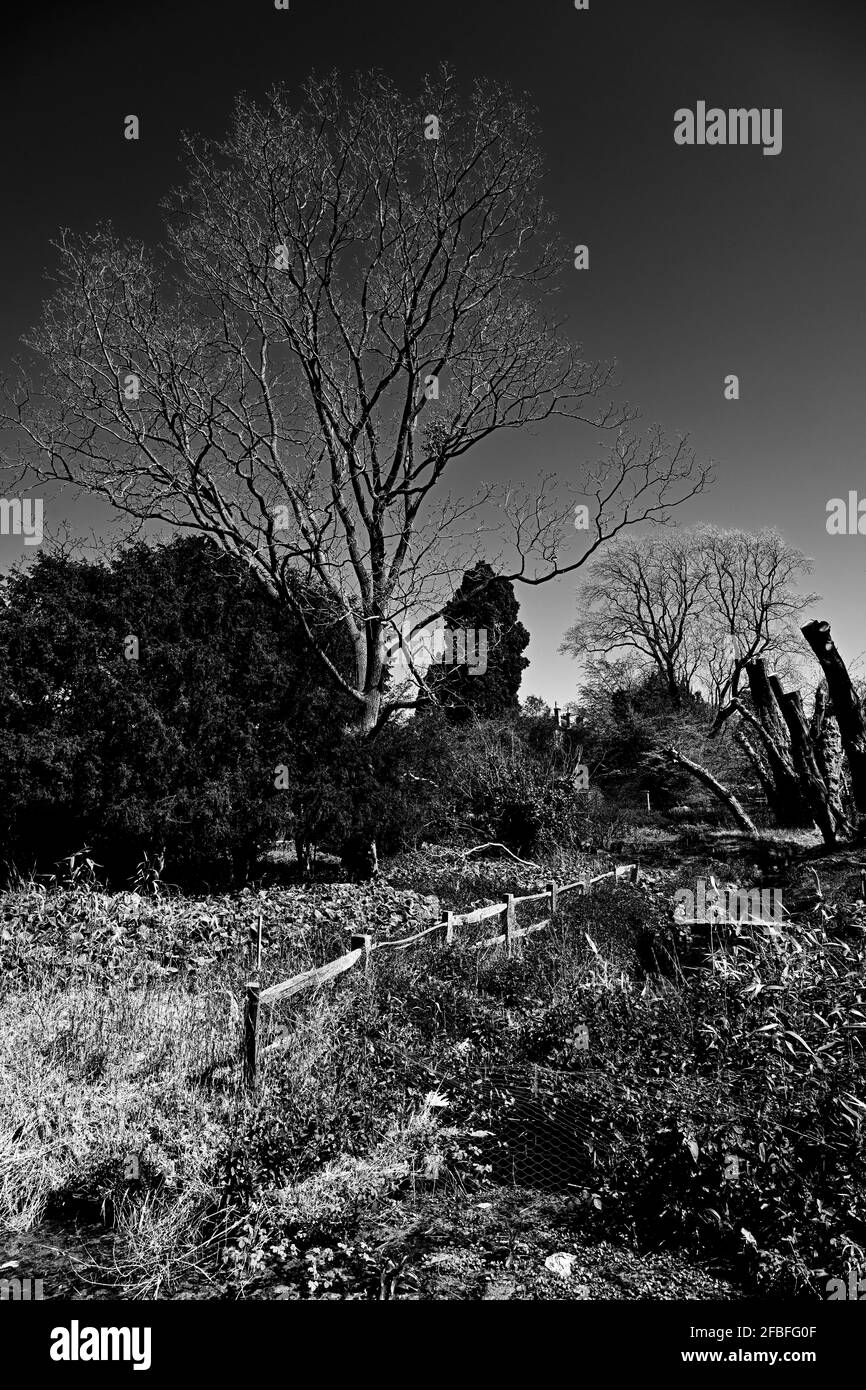 Cambridge sunshine Black and White Stock Photos & Images - Alamy