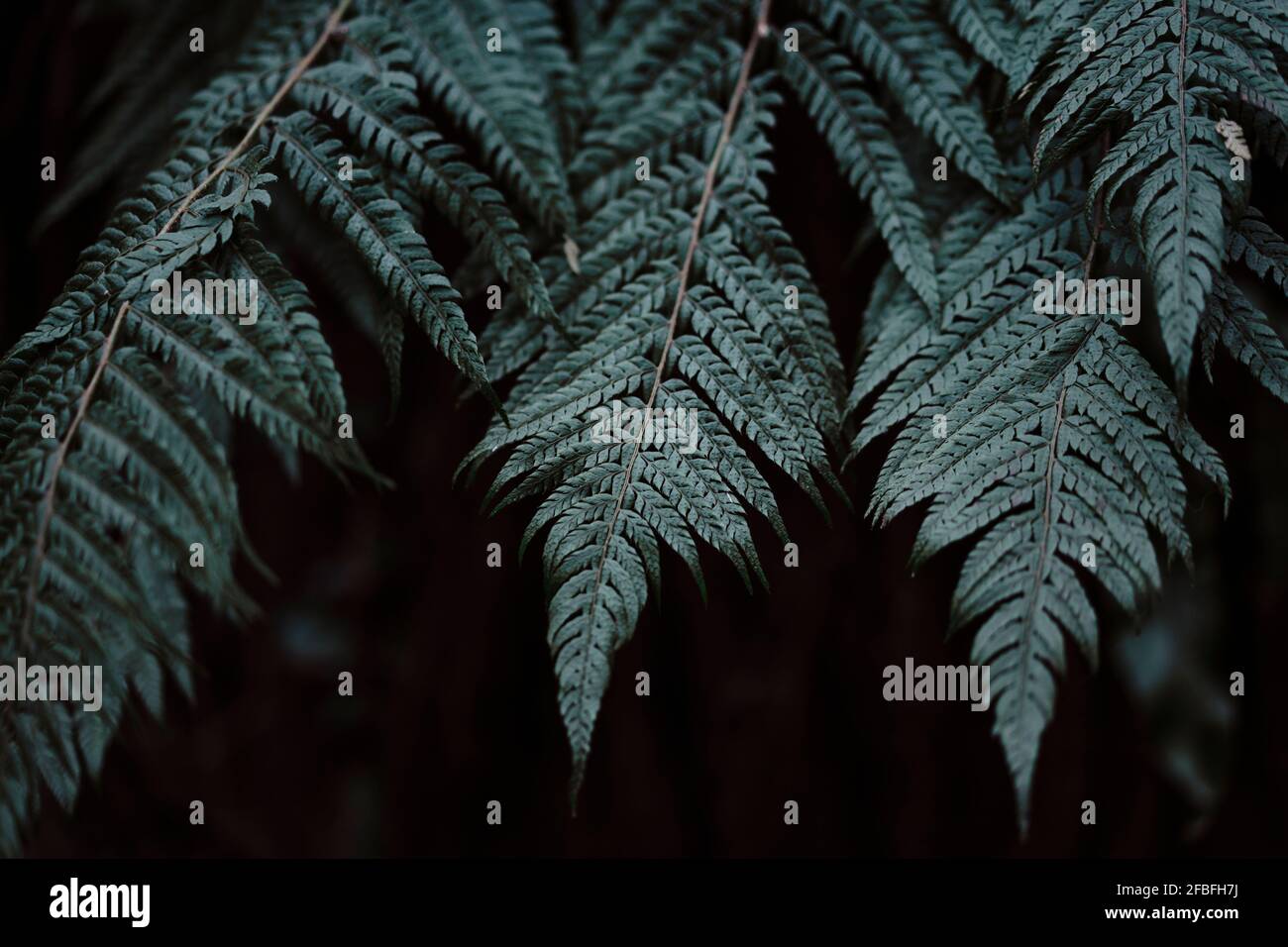 Fern leaves in forest Stock Photo - Alamy