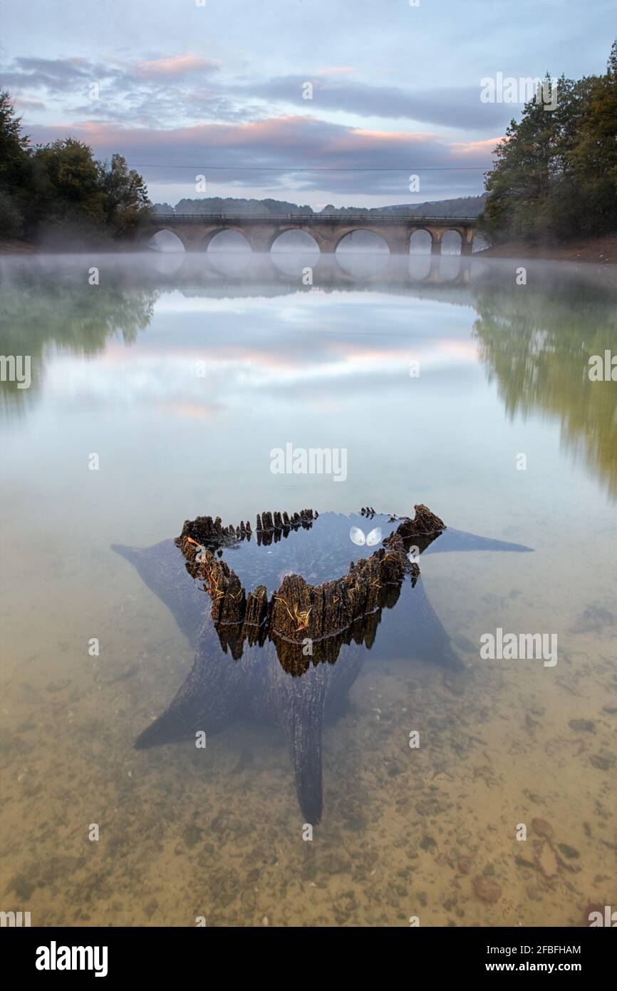 Tree stump in water at river during sunset Stock Photo - Alamy