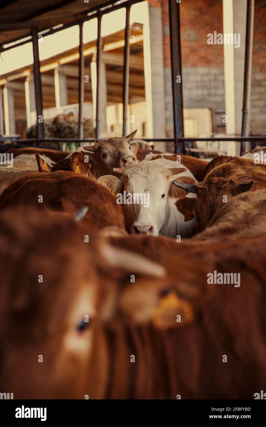 Cute calves standing together in corral on farm Stock Photo - Alamy