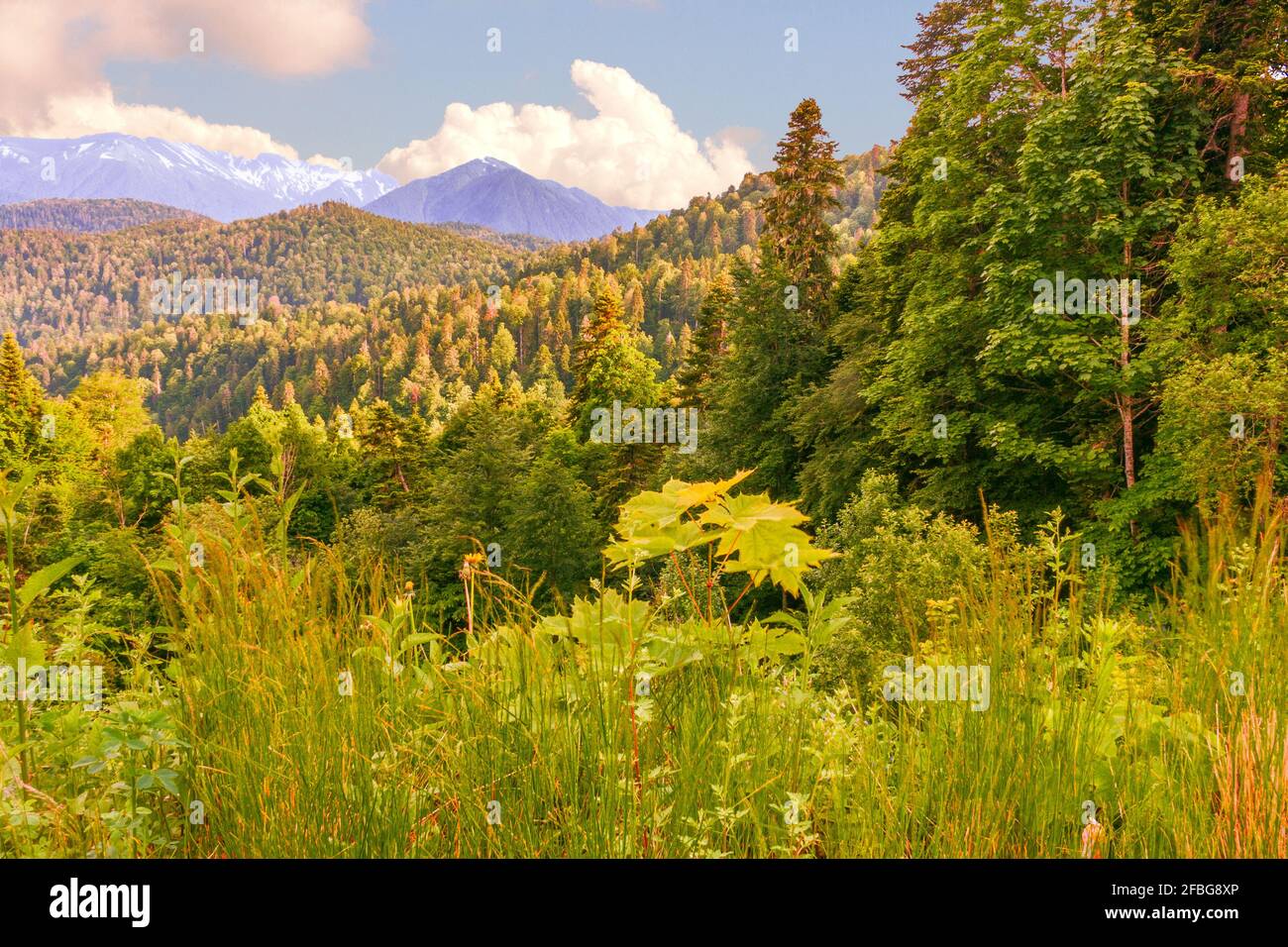 Landscape of a dense forest in the mountains Stock Photo - Alamy