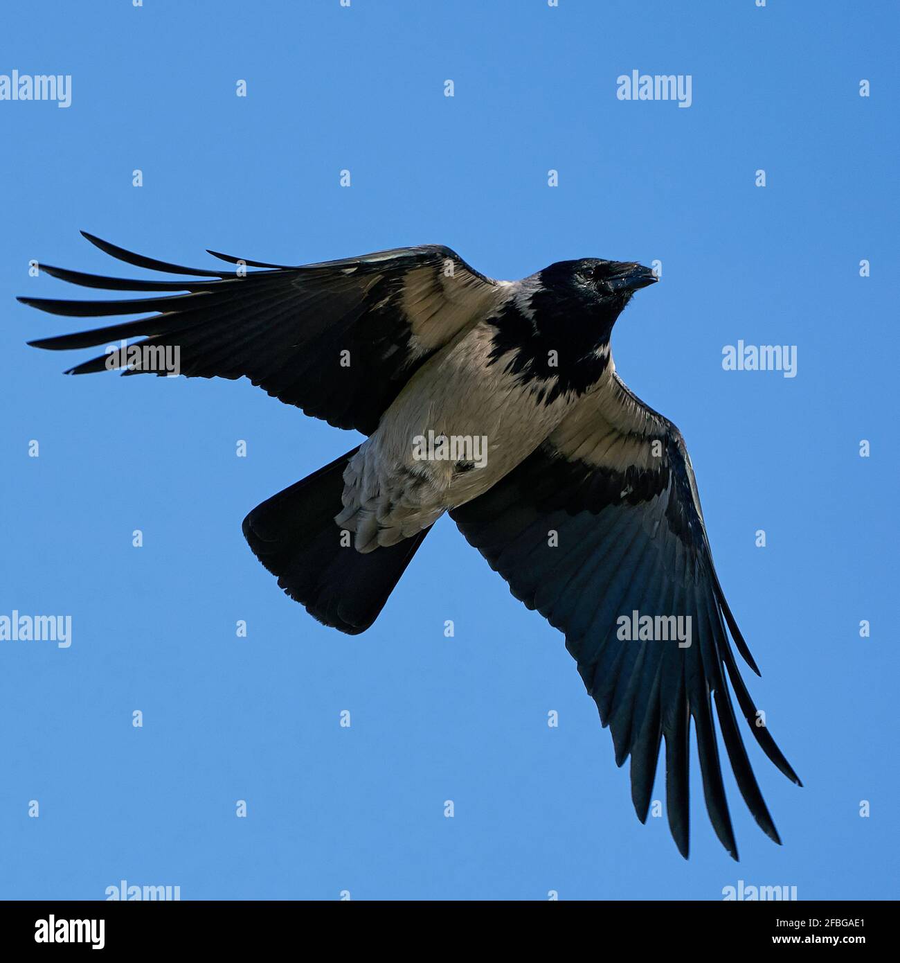 Hooded crow in flight with blue skies in the background Stock Photo - Alamy
