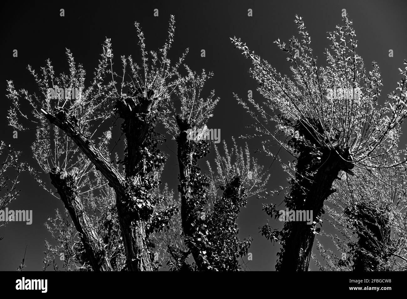 Cambridge sunshine Black and White Stock Photos & Images - Alamy