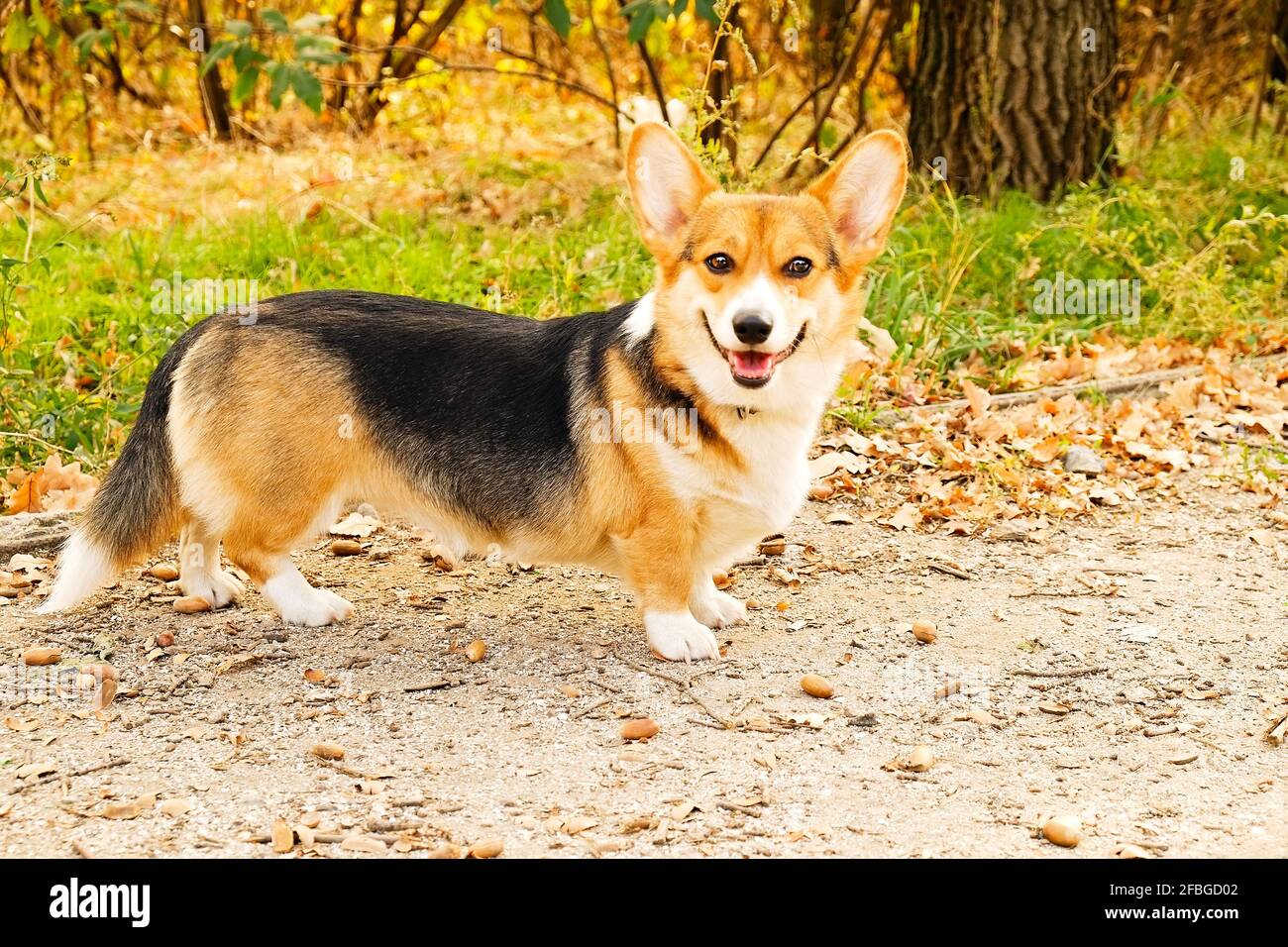 Pembroke welsh corgi on a walk in the park on nice warm autumn day ...