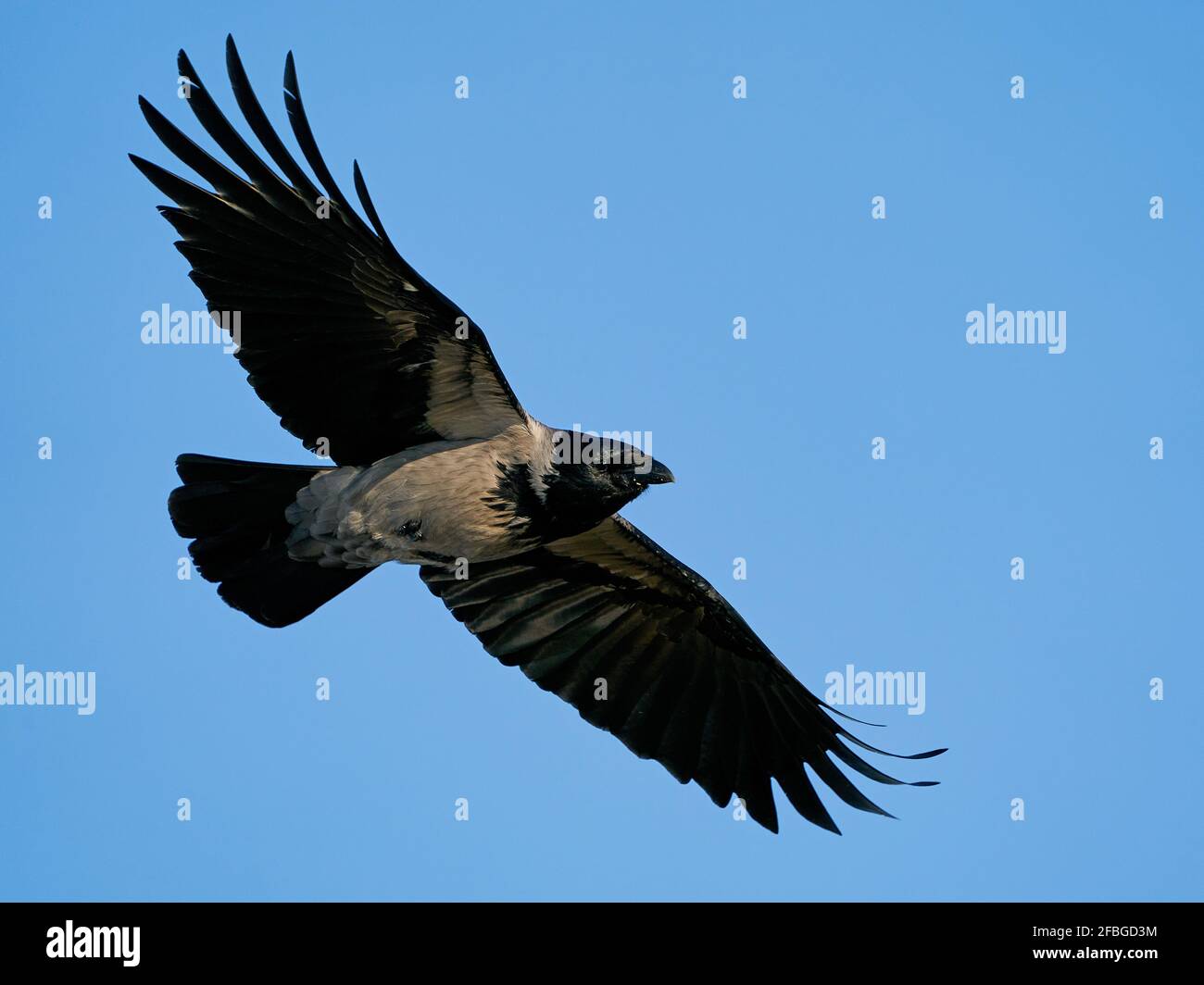 Hooded crow in flight with blue skies in the background Stock Photo - Alamy