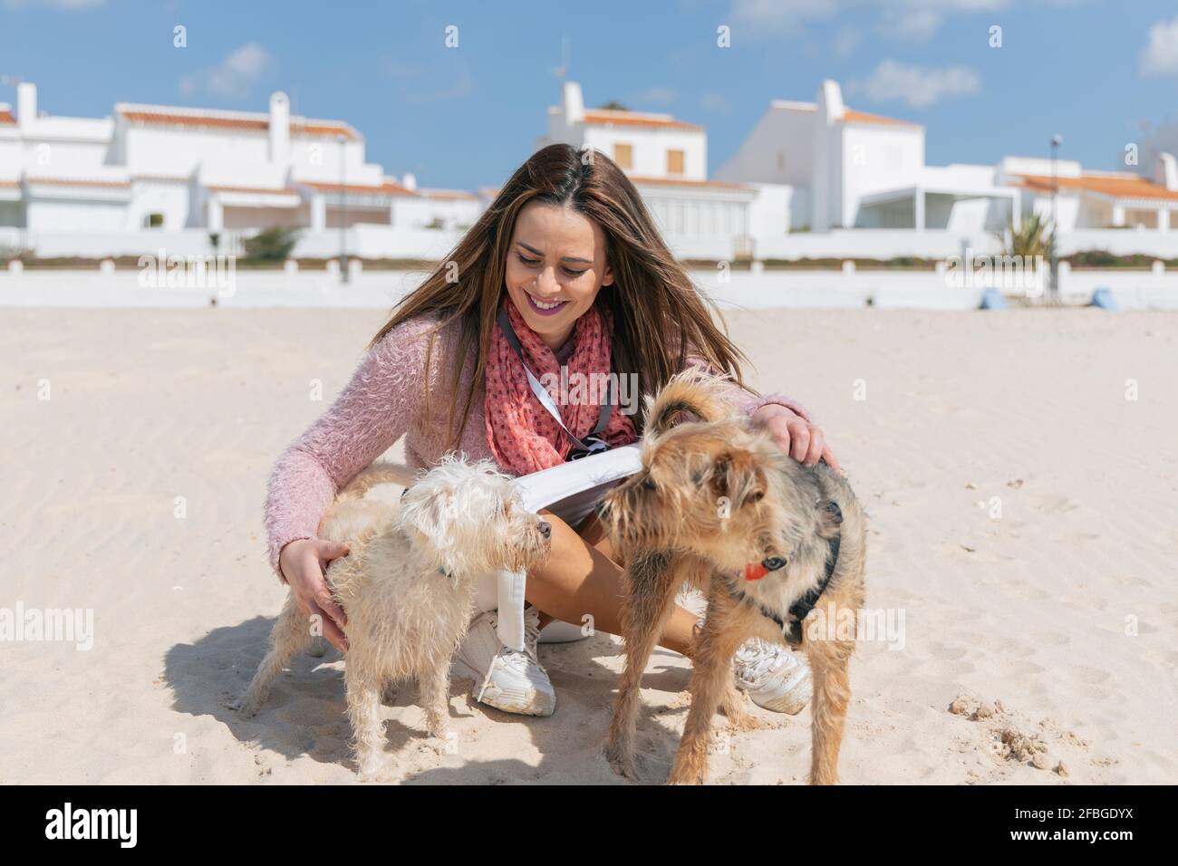 Dogs on the sunny beach hi-res stock photography and images - Alamy