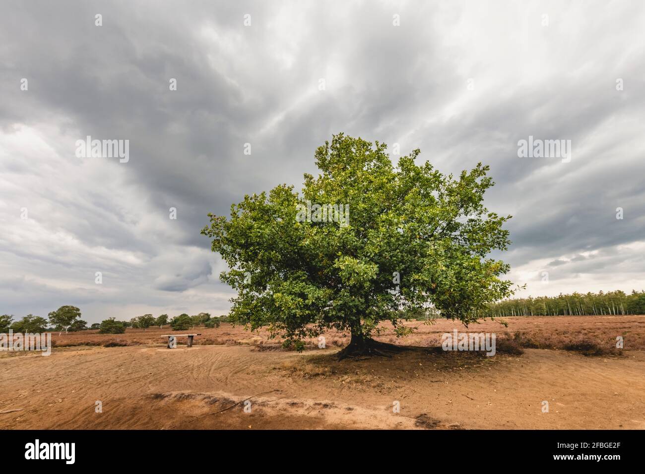 Gray clouds over lone green tree growing in Veluwezoom National Park ...